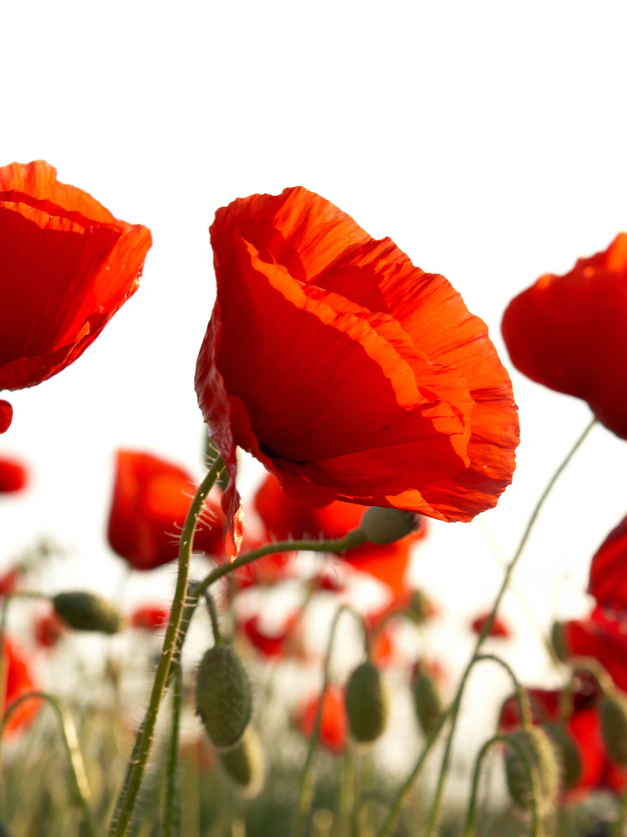 Common Poppy Wallpapers - Wallpaper Cave