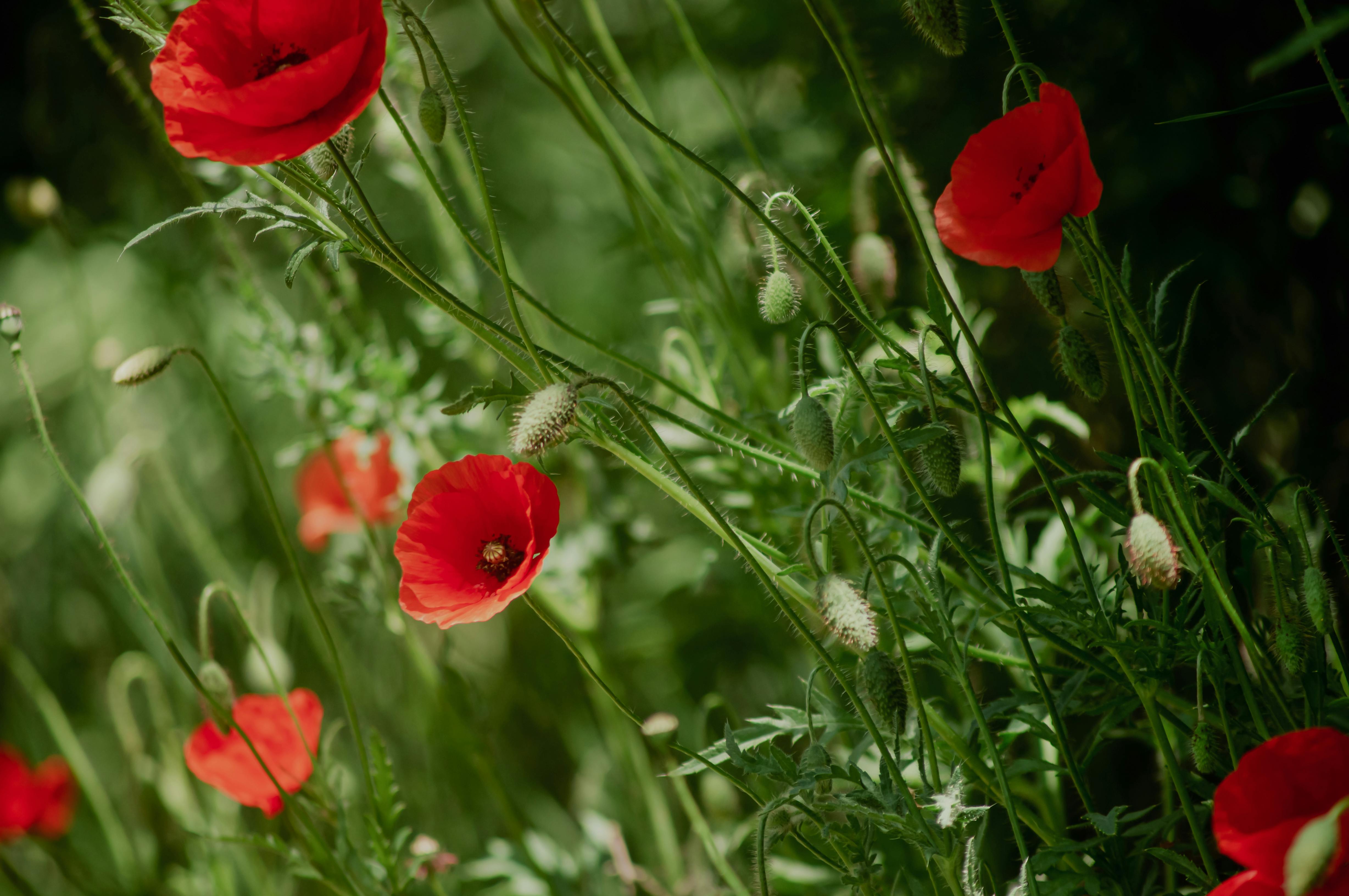 Common Poppy Wallpapers - Wallpaper Cave