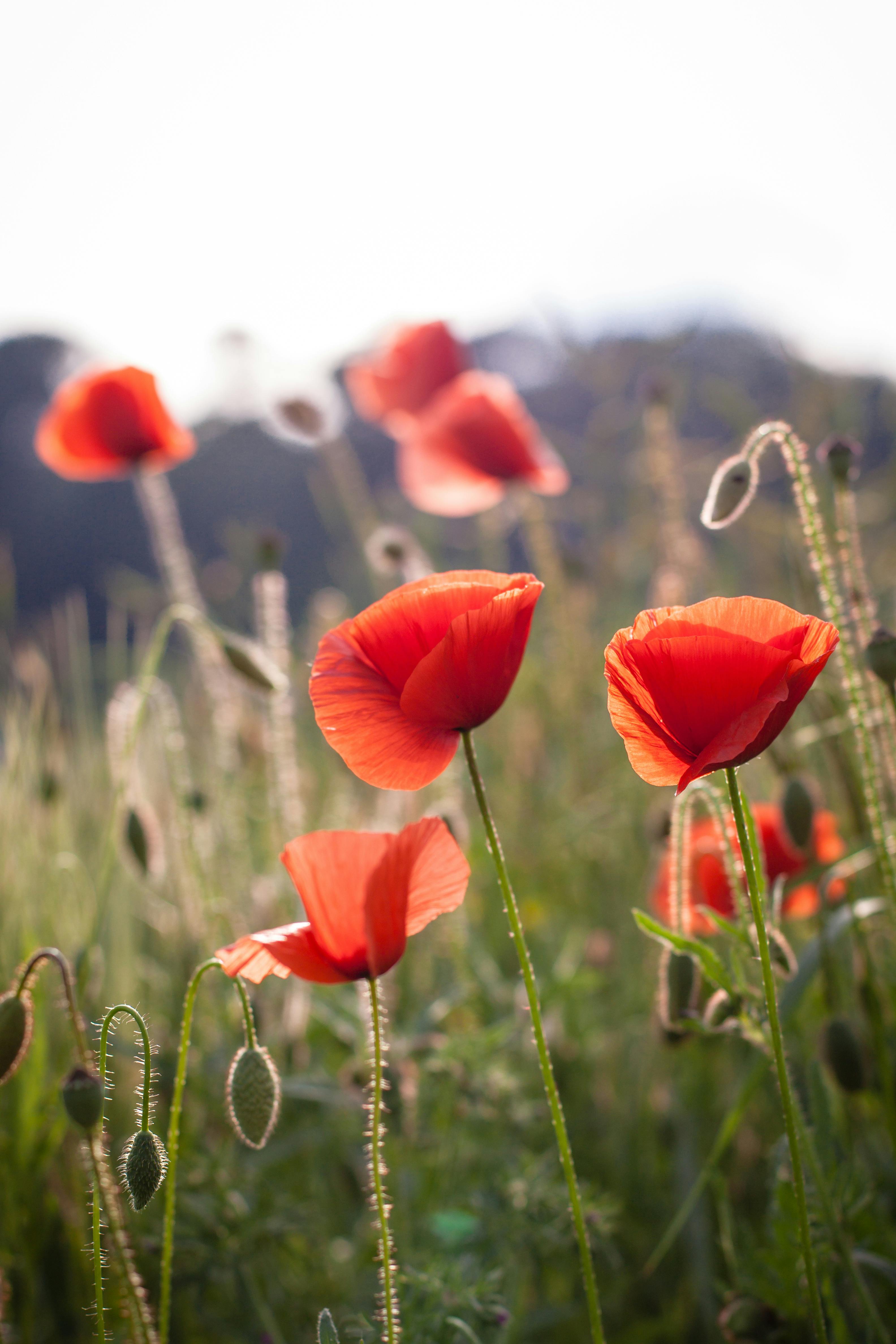 Common Poppy Wallpapers - Wallpaper Cave