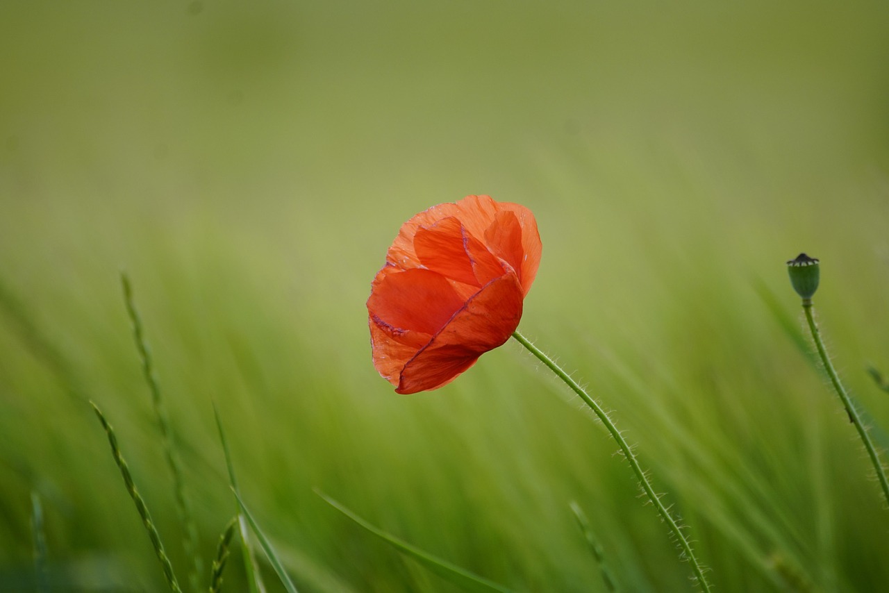 Common Poppy Wallpapers - Wallpaper Cave
