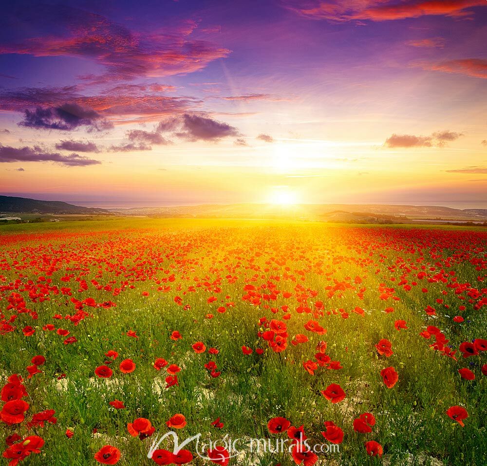 Common Poppy Wallpapers - Wallpaper Cave