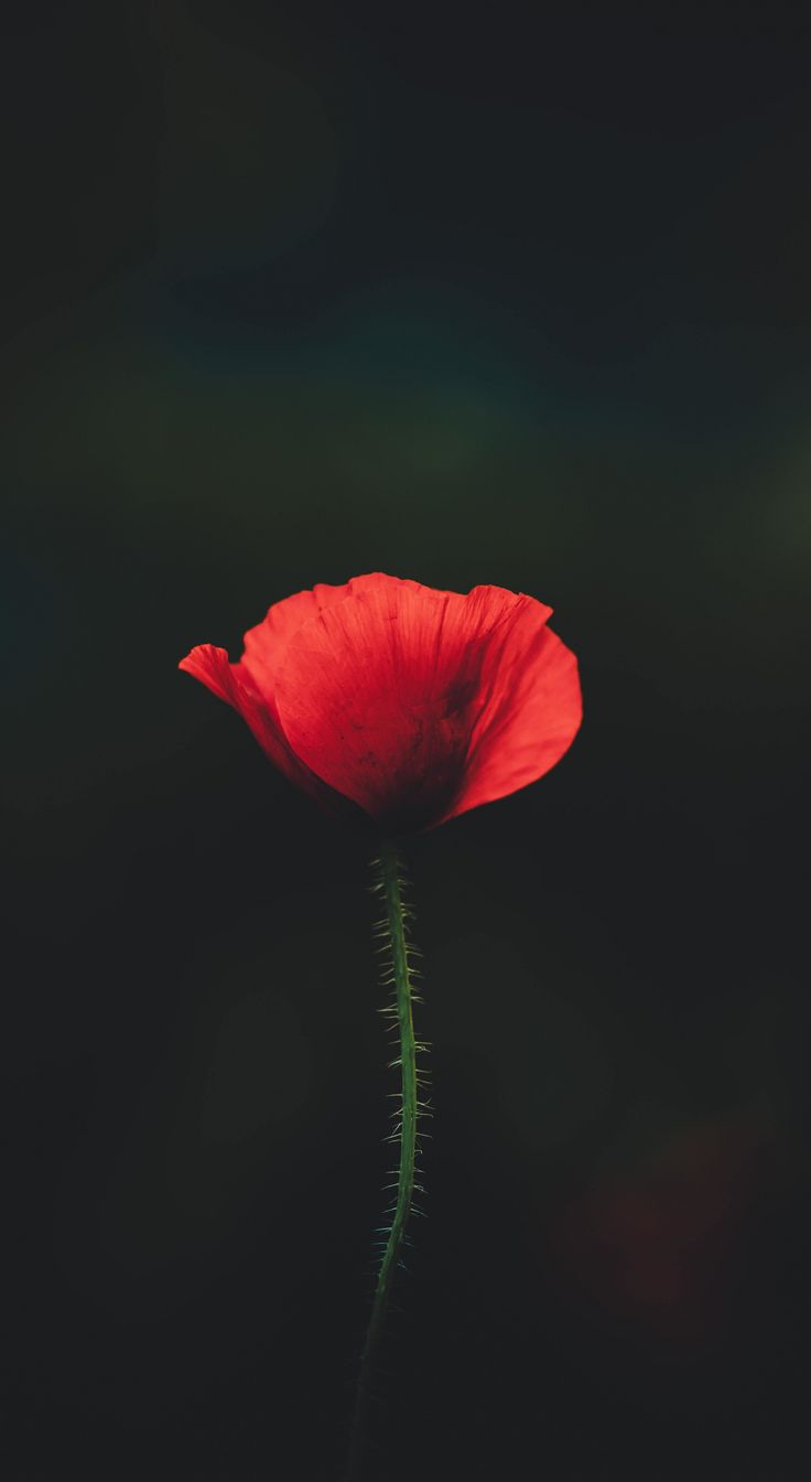 Common Poppy Wallpapers - Wallpaper Cave