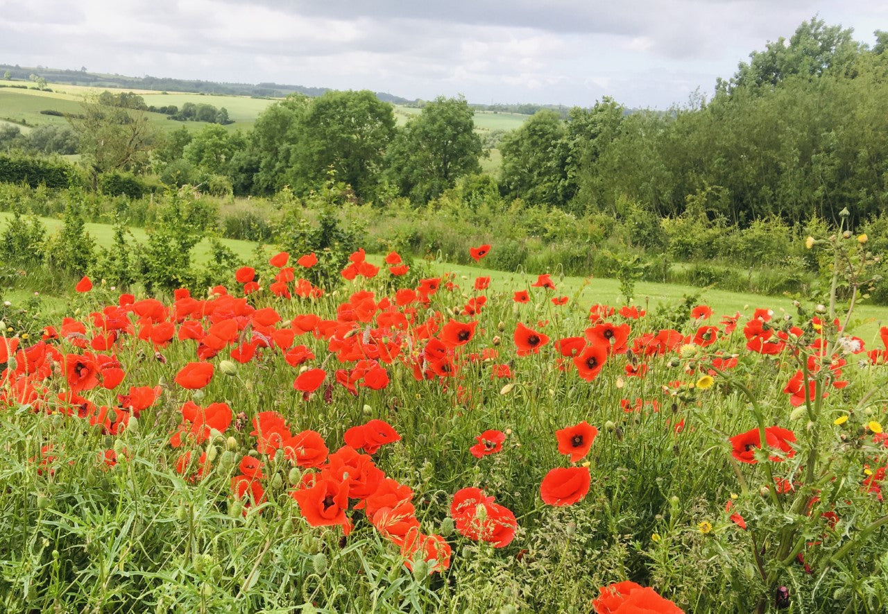 Common Poppy Wallpapers - Wallpaper Cave