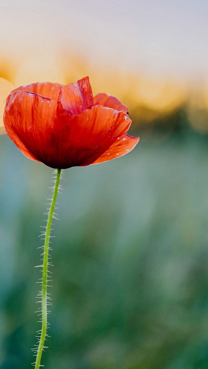 Common Poppy Wallpapers - Wallpaper Cave