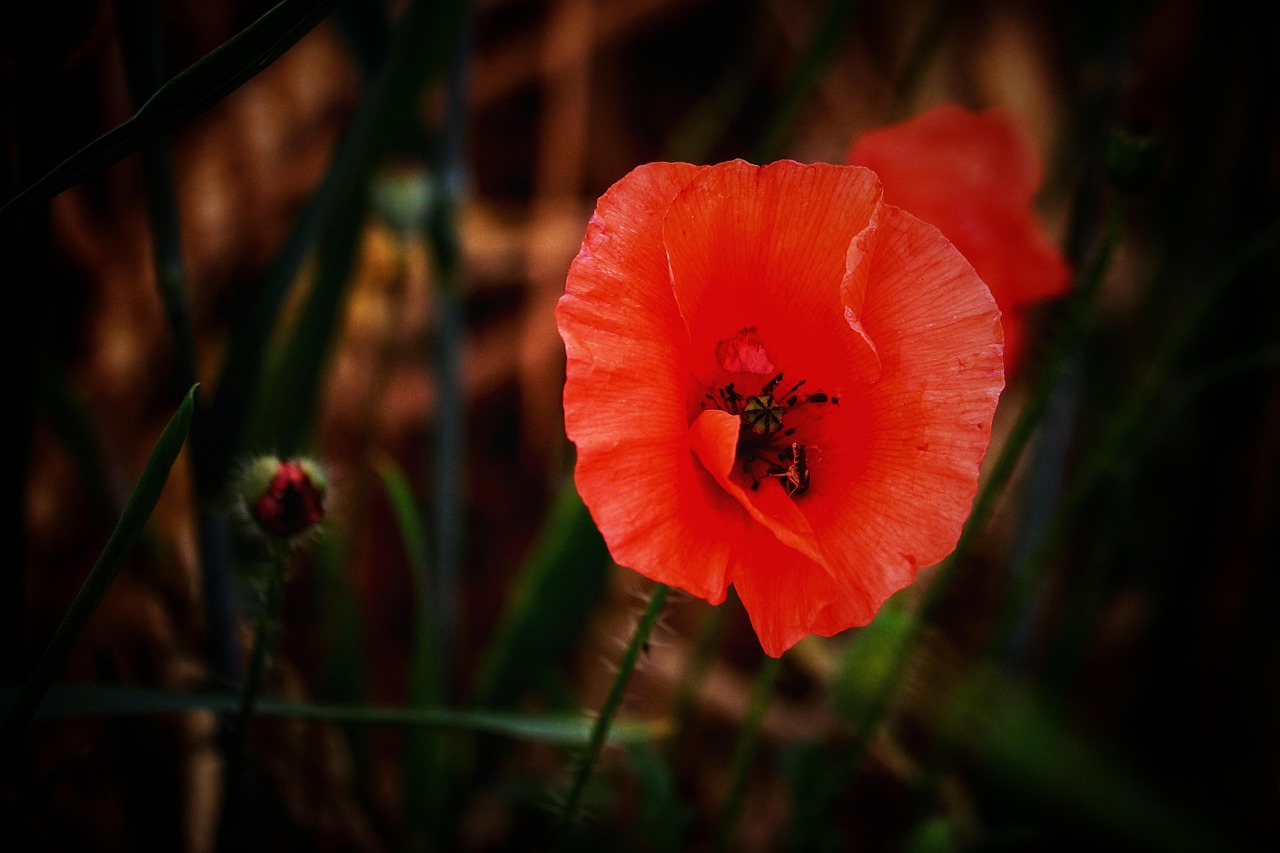 Common Poppy Wallpapers - Wallpaper Cave