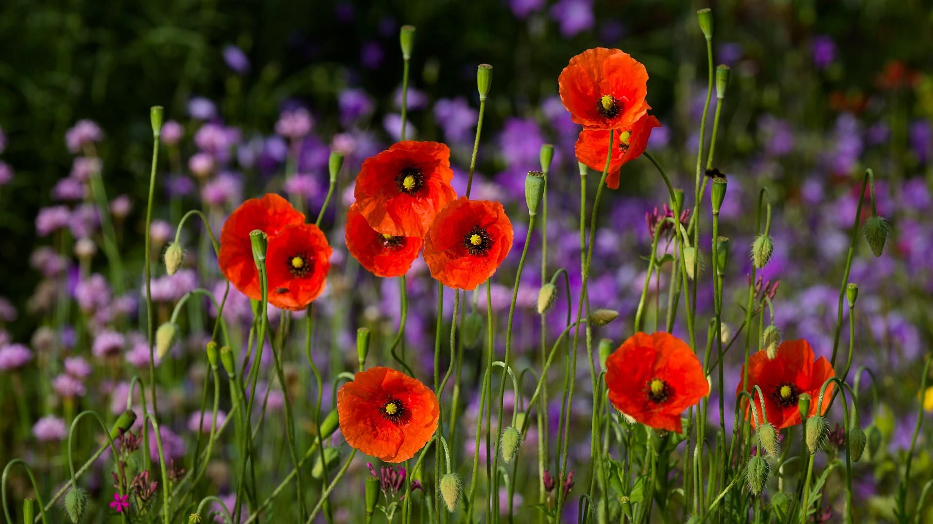 Common Poppy Wallpapers - Wallpaper Cave