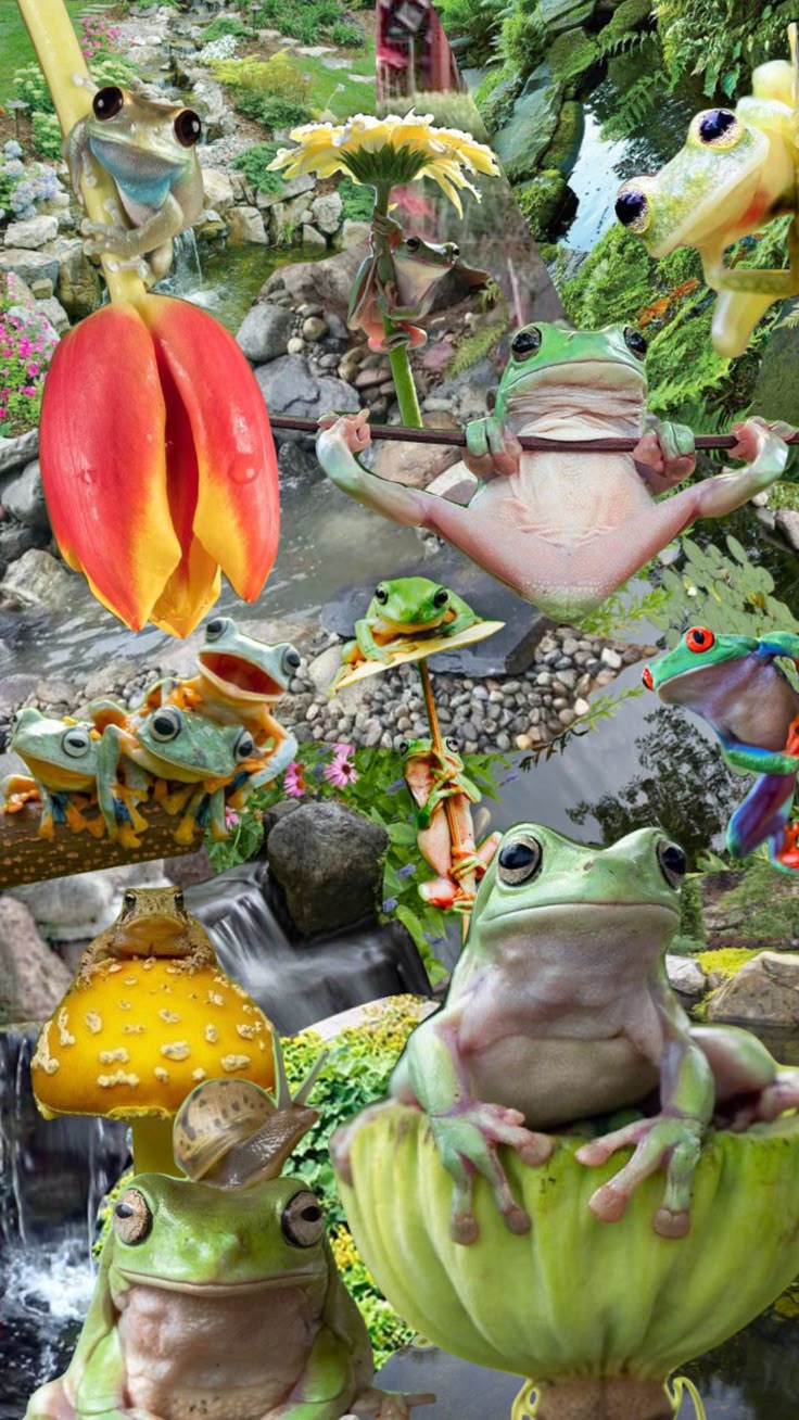 Frog Collage Wallpapers - Wallpaper Cave