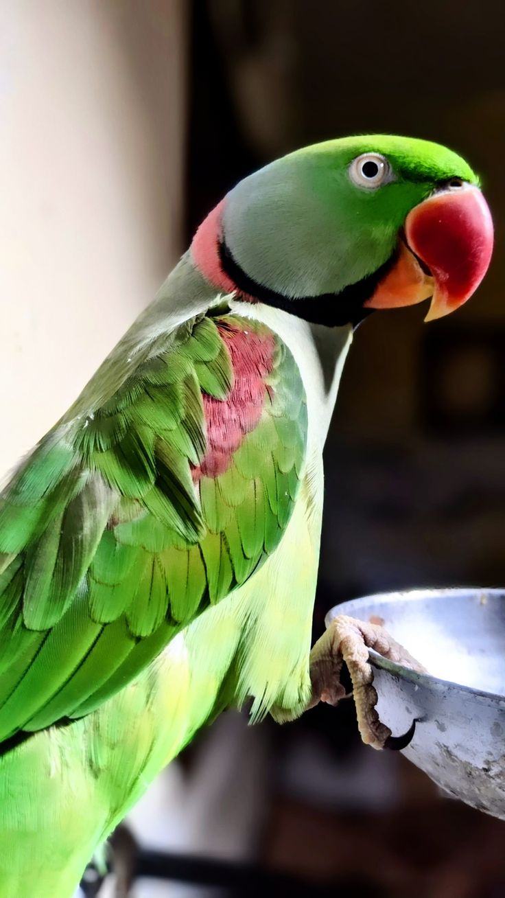 Green Raw Parrot Wallpapers - Wallpaper Cave
