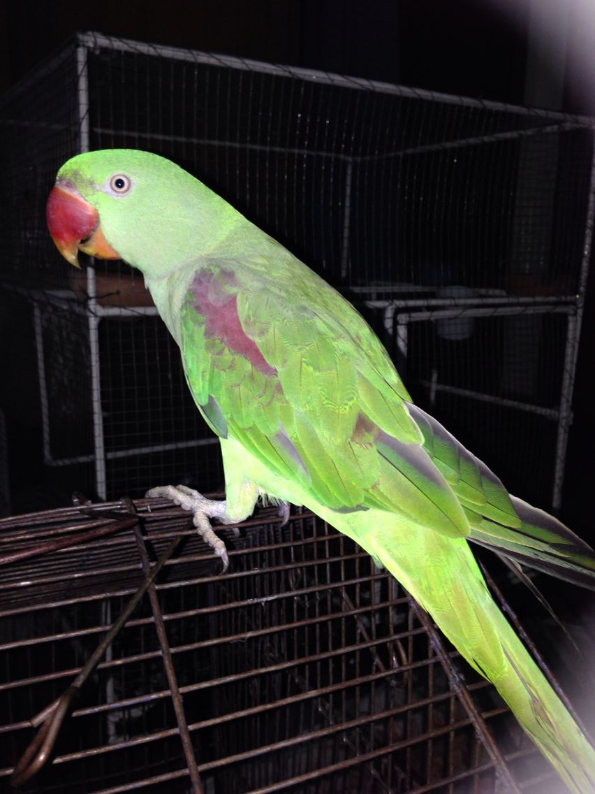Green Raw Parrot Wallpapers - Wallpaper Cave