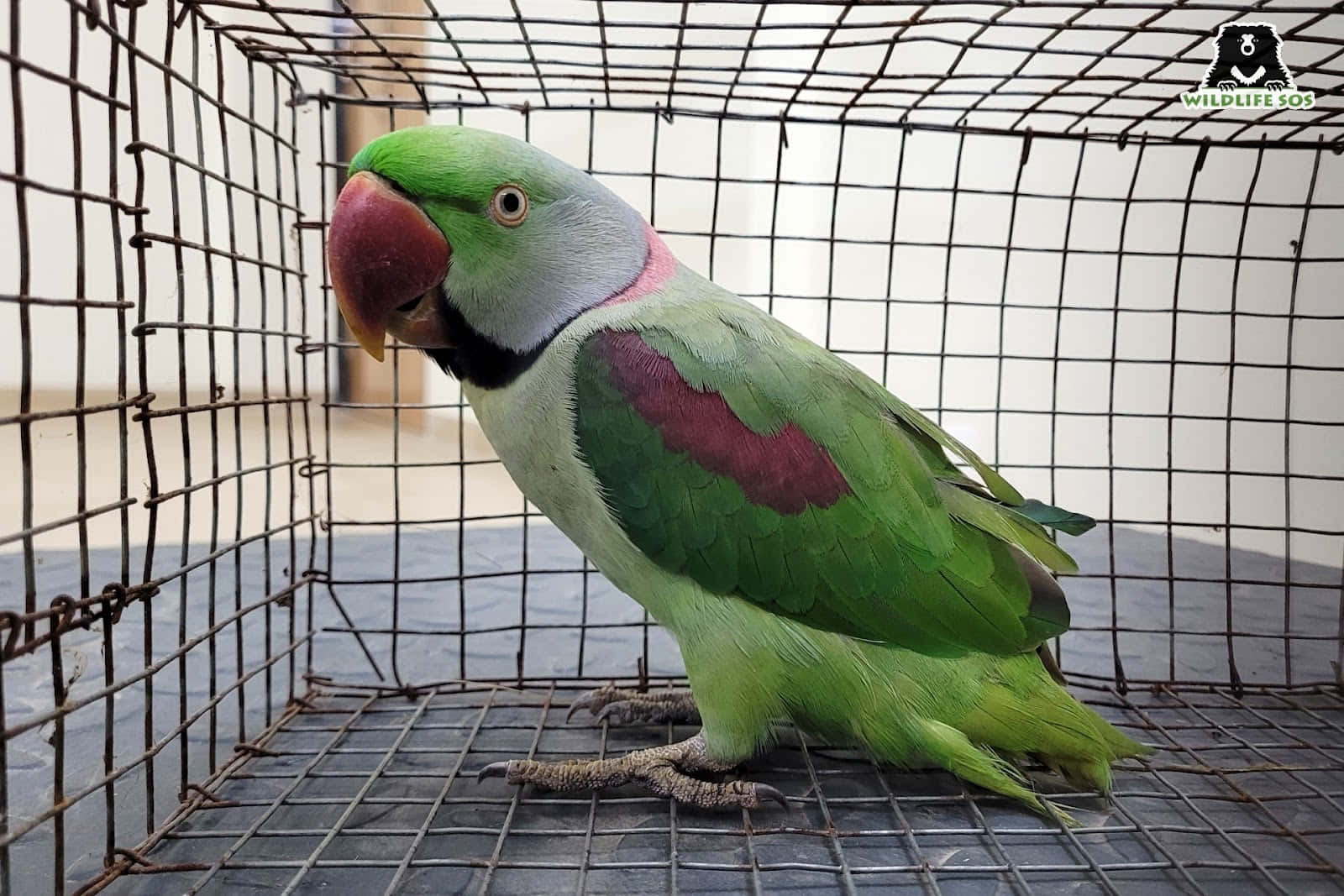 Green Raw Parrot Wallpapers - Wallpaper Cave