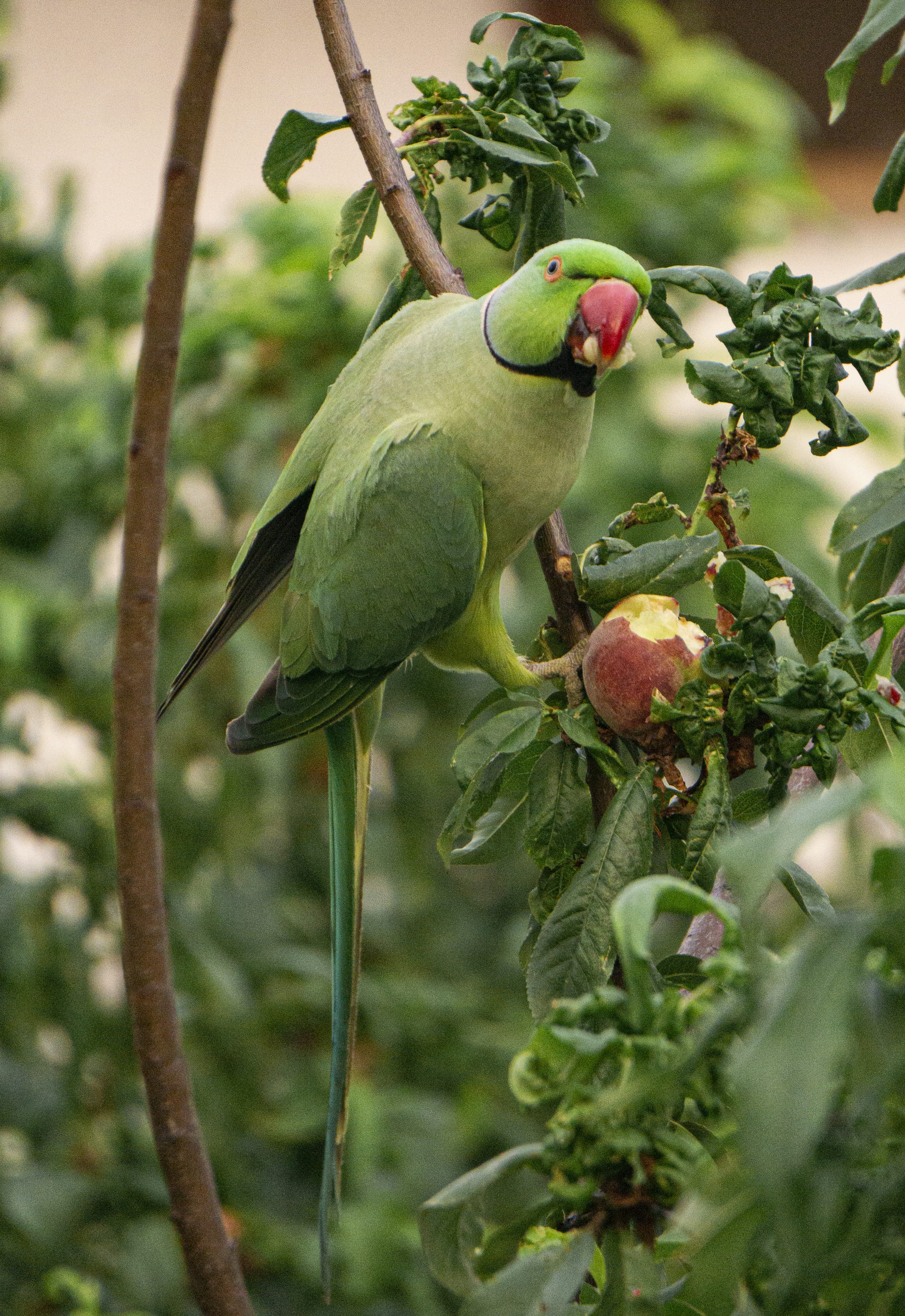 Green Raw Parrot Wallpapers - Wallpaper Cave