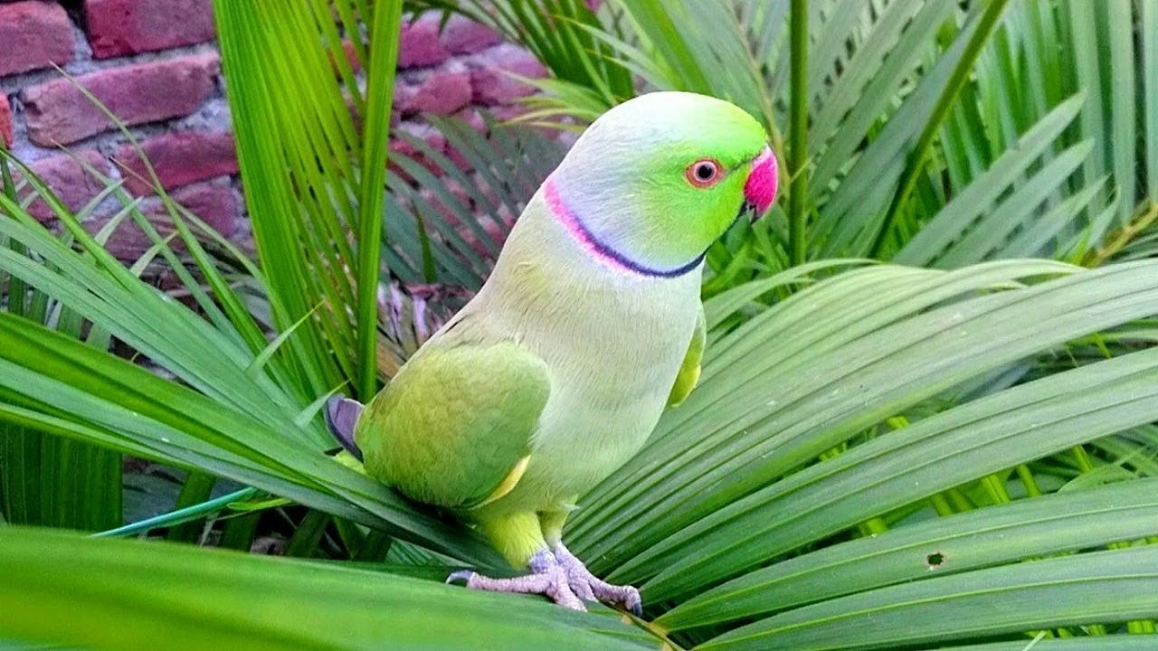 Green Raw Parrot Wallpapers - Wallpaper Cave