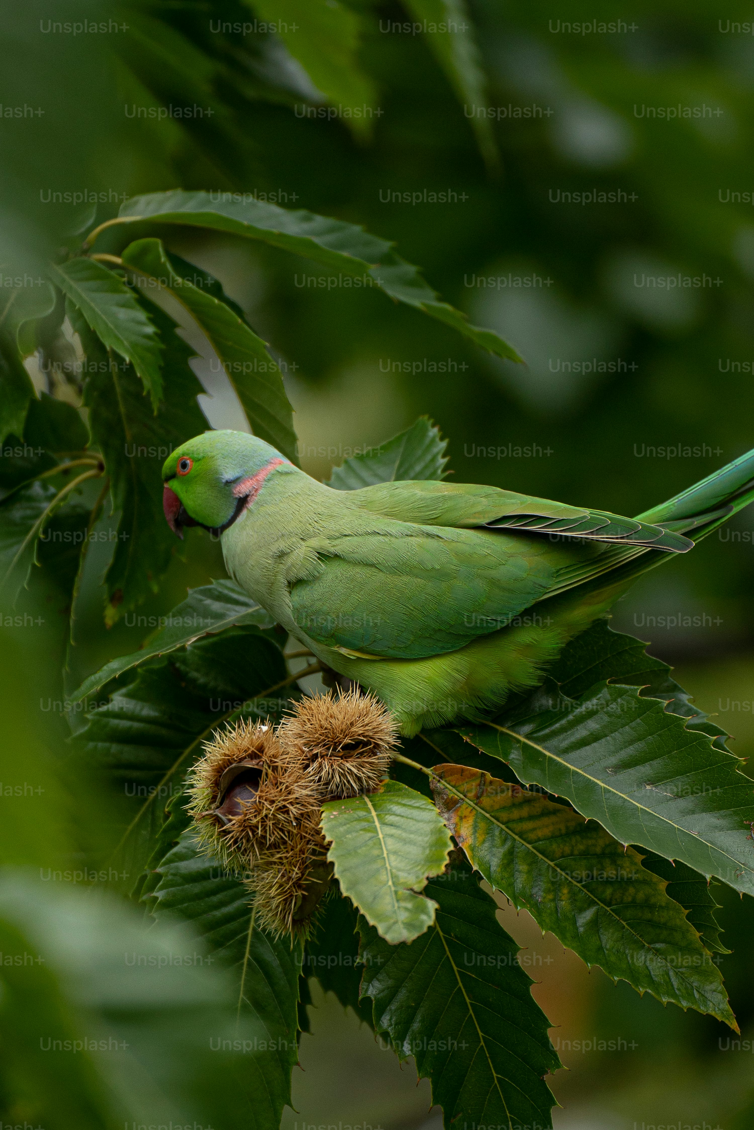 Green Raw Parrot Wallpapers - Wallpaper Cave