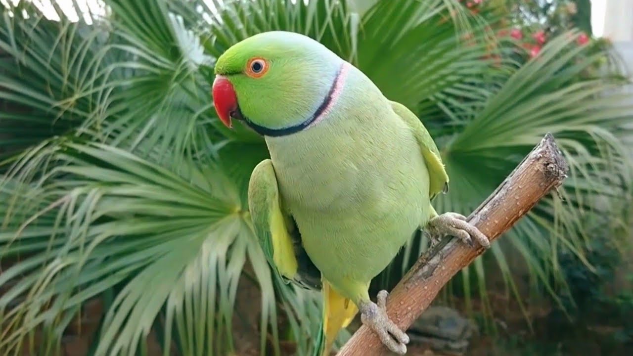 Green Raw Parrot Wallpapers - Wallpaper Cave