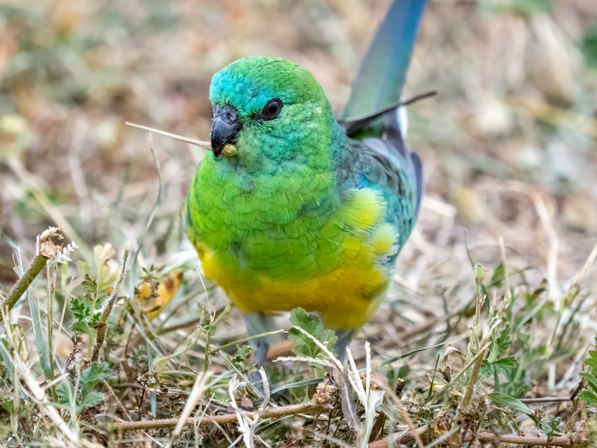 Green Raw Parrot Wallpapers - Wallpaper Cave