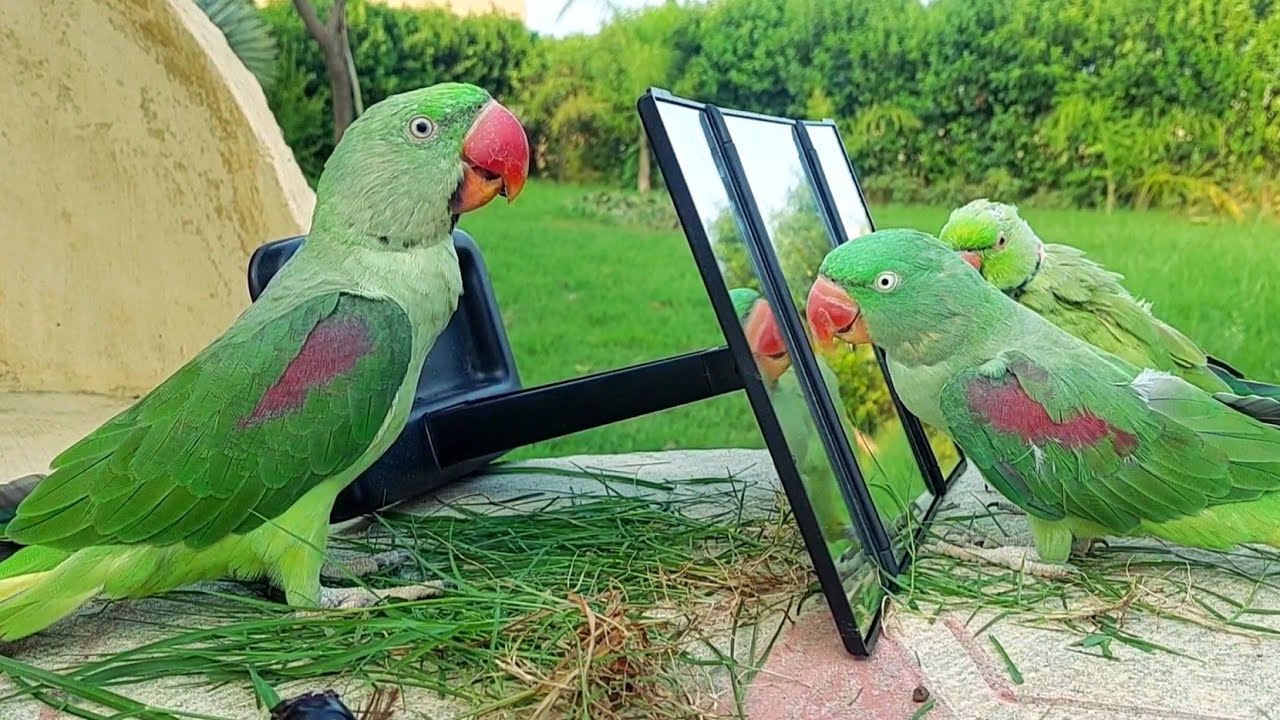Green Raw Parrot Wallpapers - Wallpaper Cave