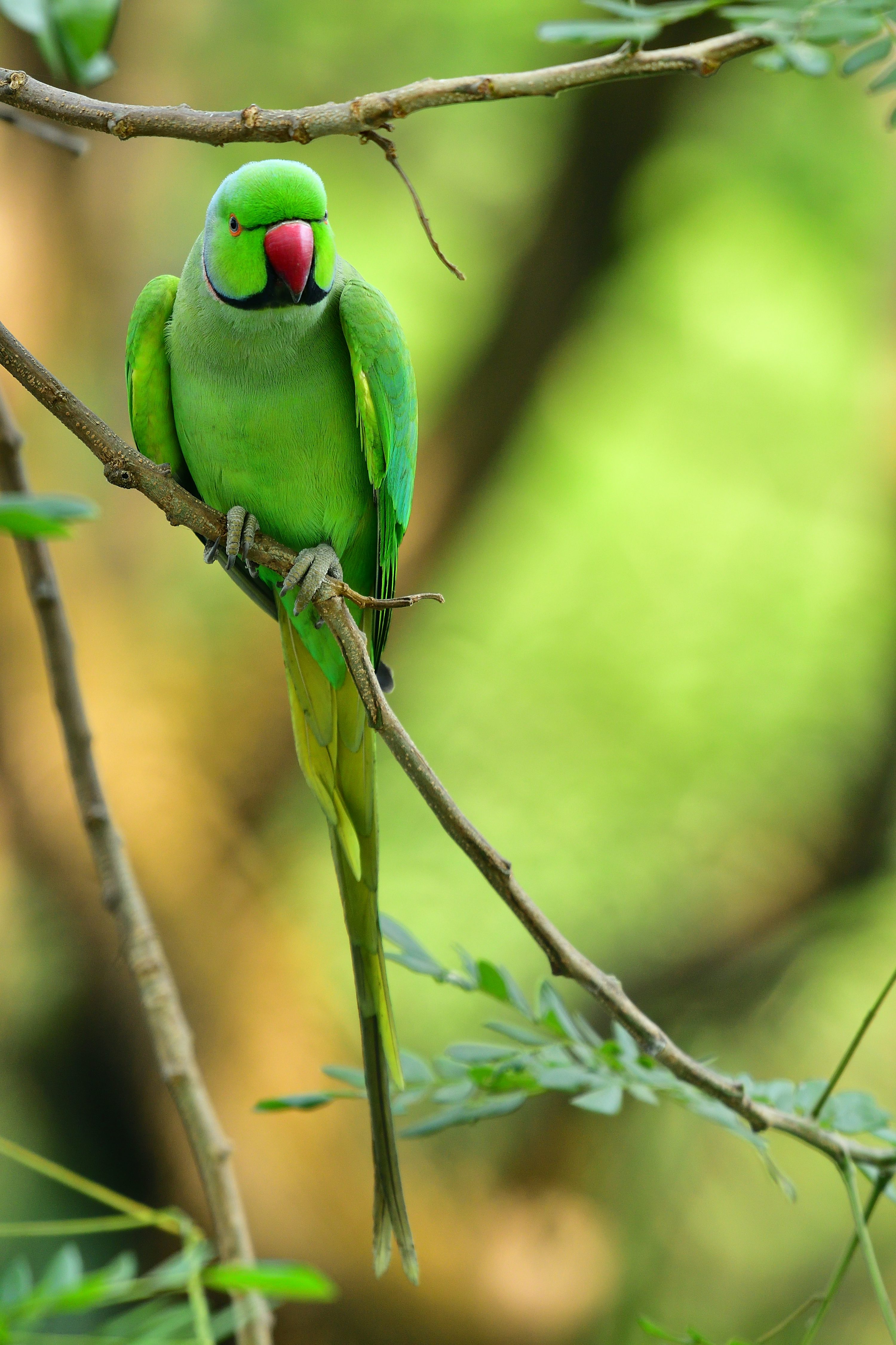Green Raw Parrot Wallpapers - Wallpaper Cave