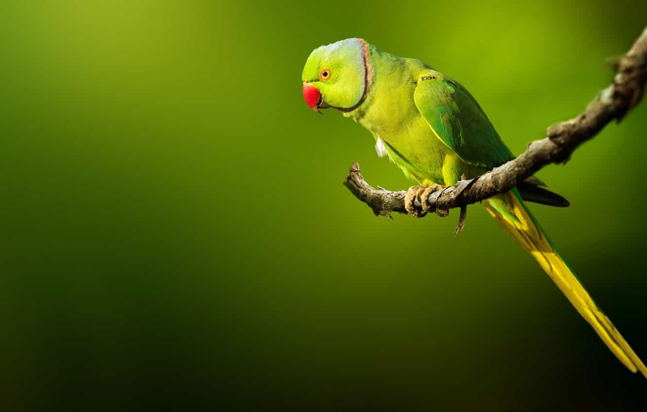 Green Raw Parrot Wallpapers - Wallpaper Cave