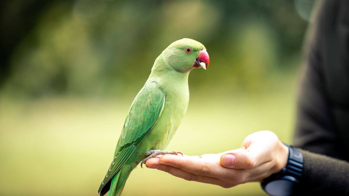 Green Raw Parrot Wallpapers - Wallpaper Cave