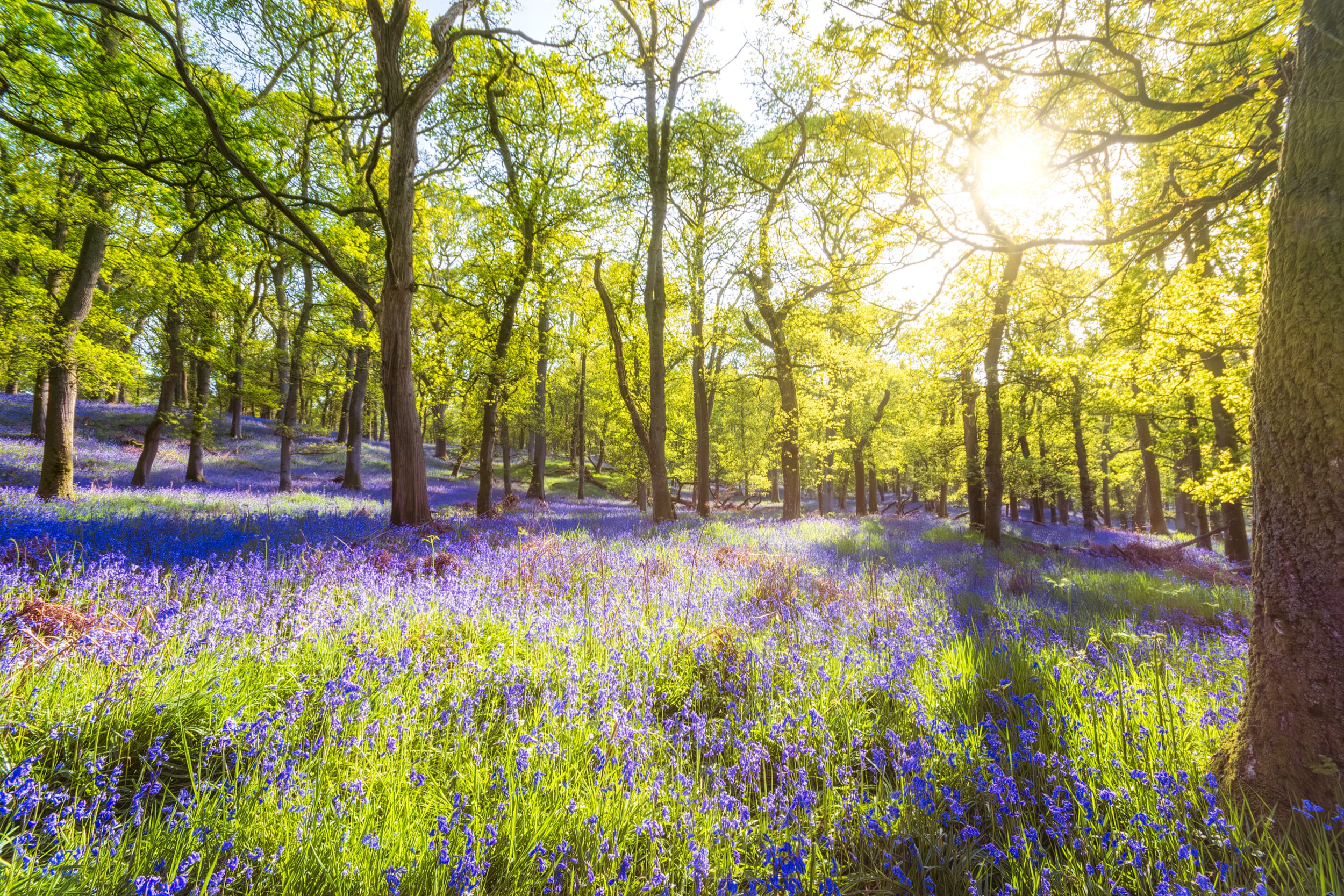 Scotland Spring Wallpapers - Wallpaper Cave