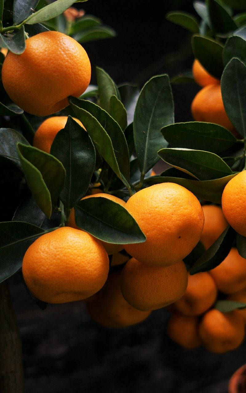Satsuma Wallpapers - Wallpaper Cave