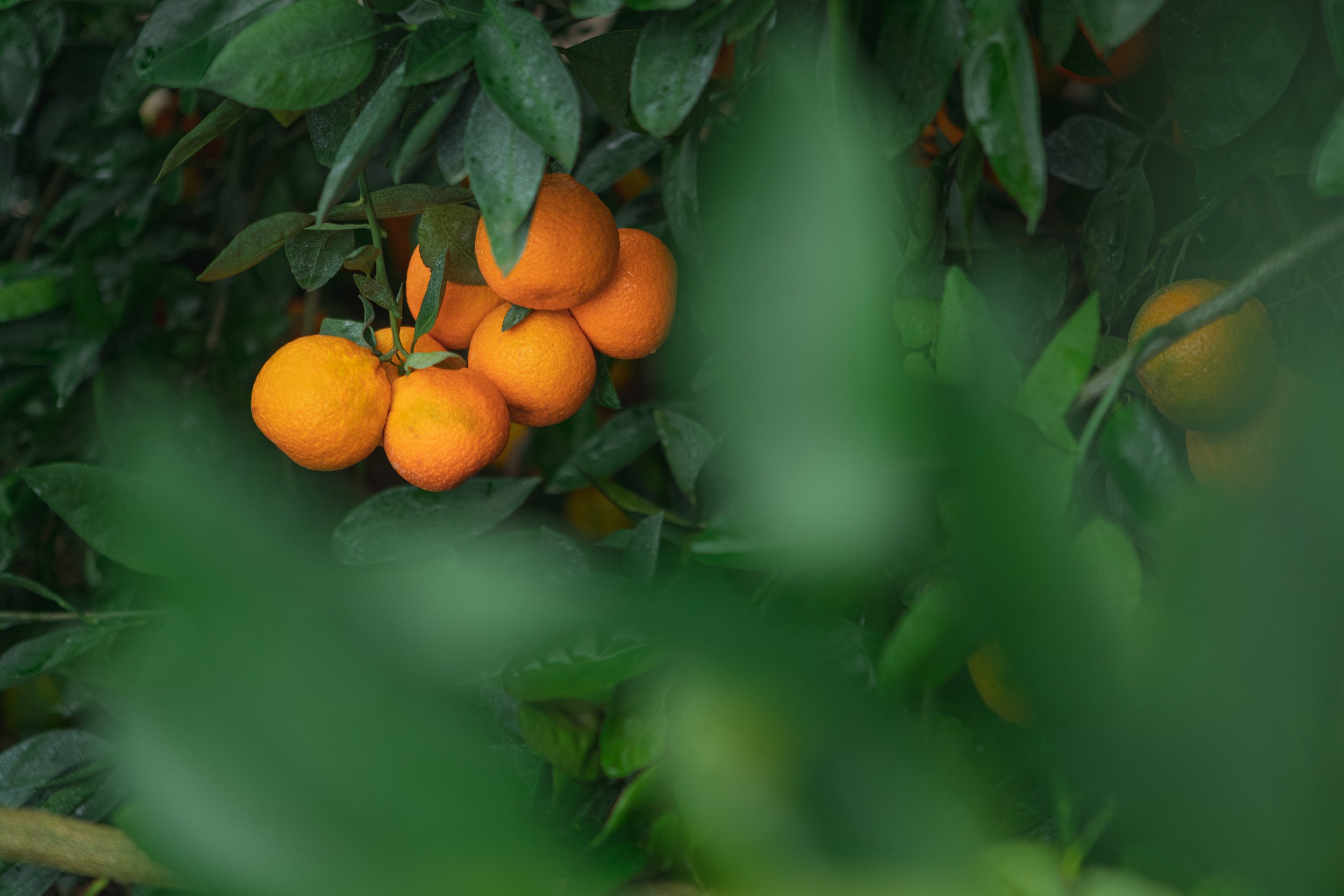 Satsuma Wallpapers - Wallpaper Cave