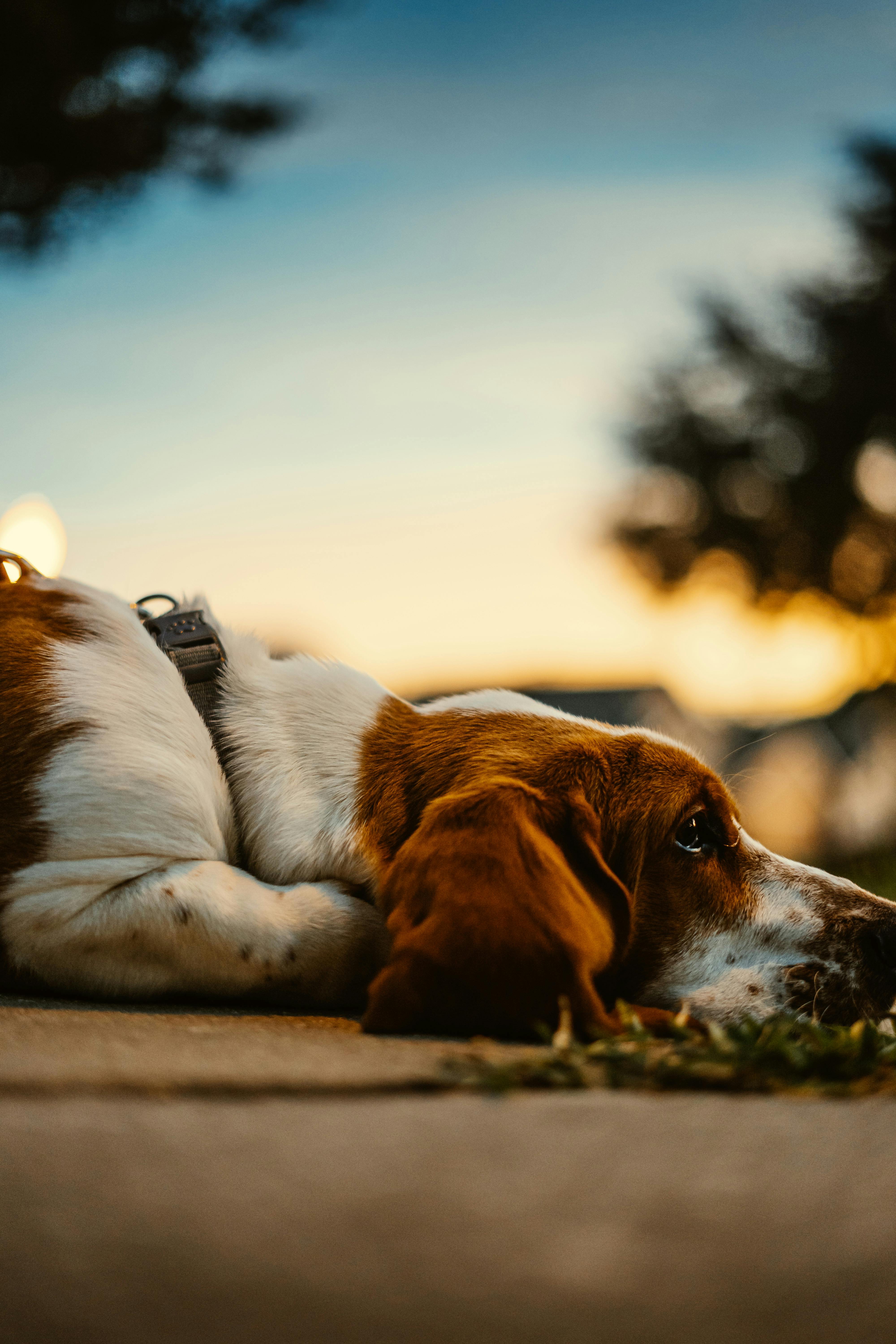 Dog Laying Down Wallpapers - Wallpaper Cave