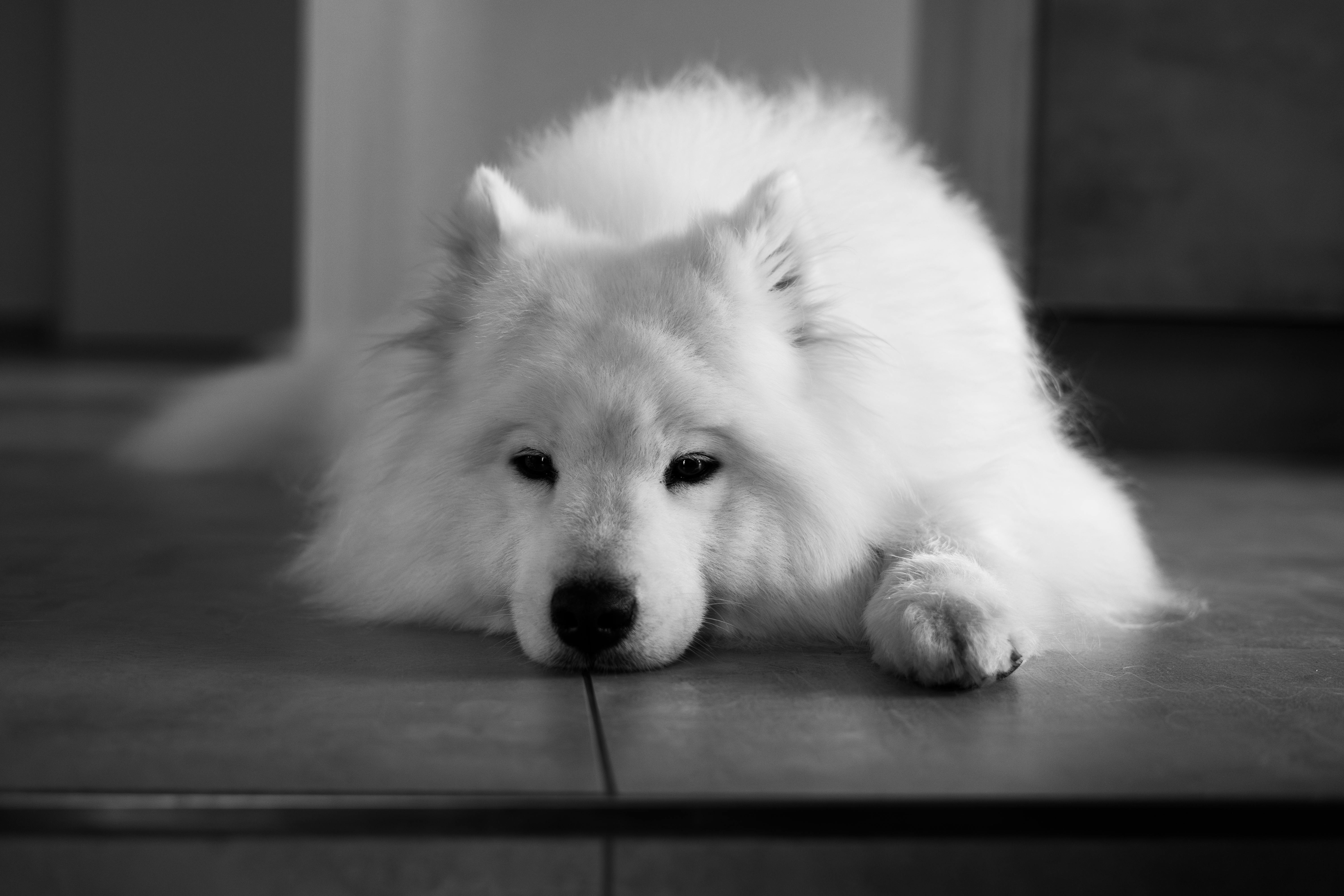 Dog Laying Down Wallpapers - Wallpaper Cave