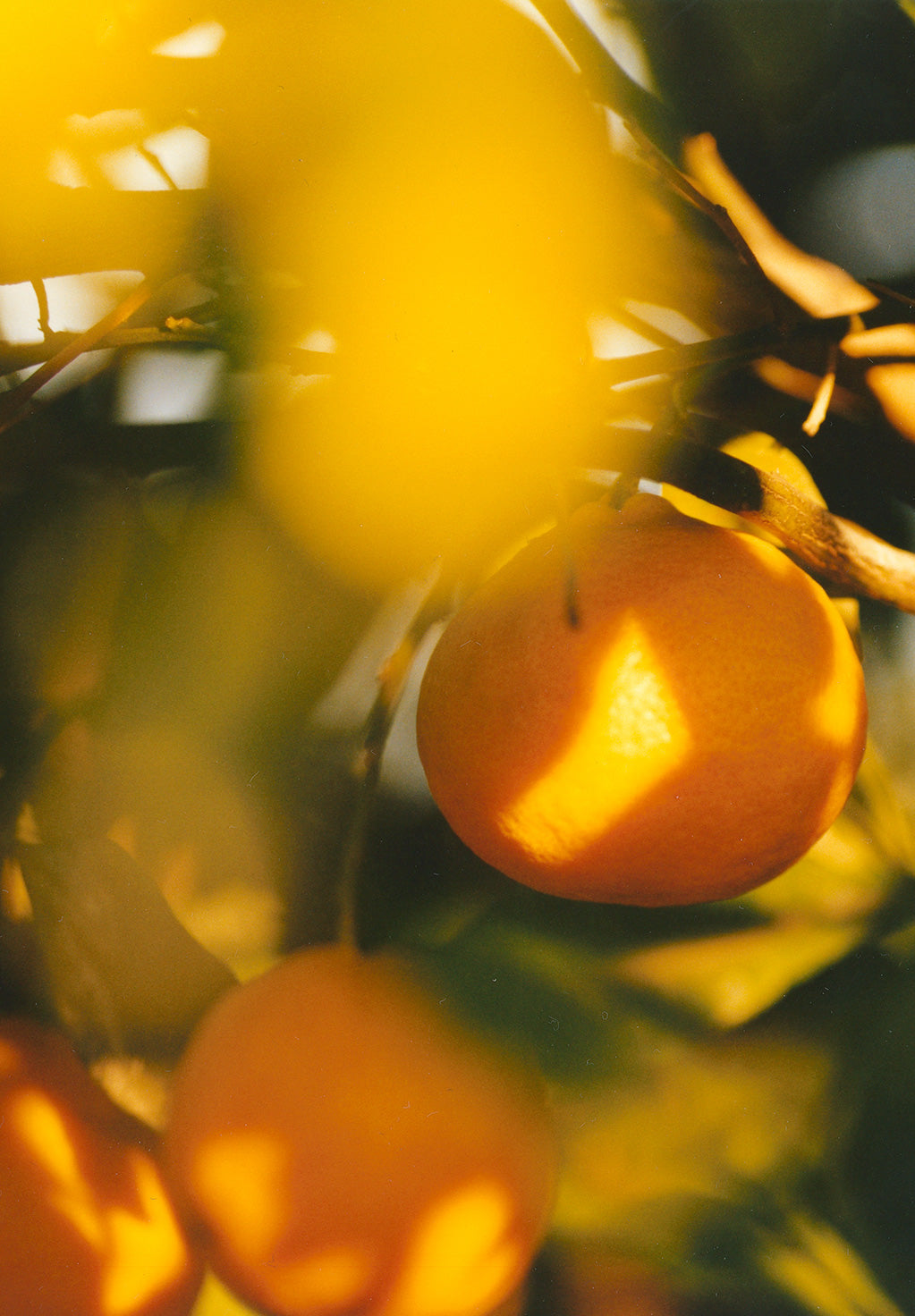 Satsuma Wallpapers - Wallpaper Cave