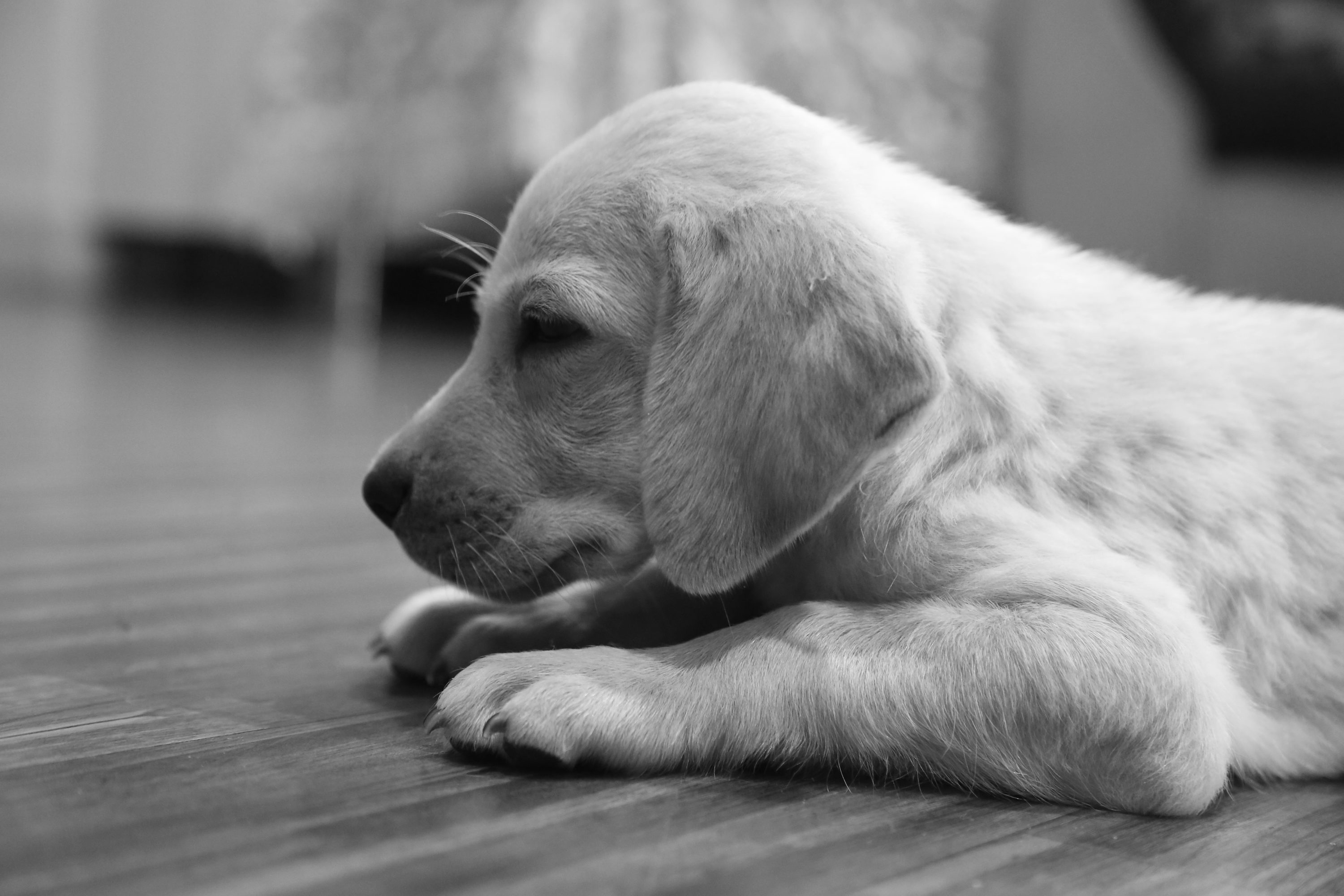 Dog Laying Down Wallpapers - Wallpaper Cave