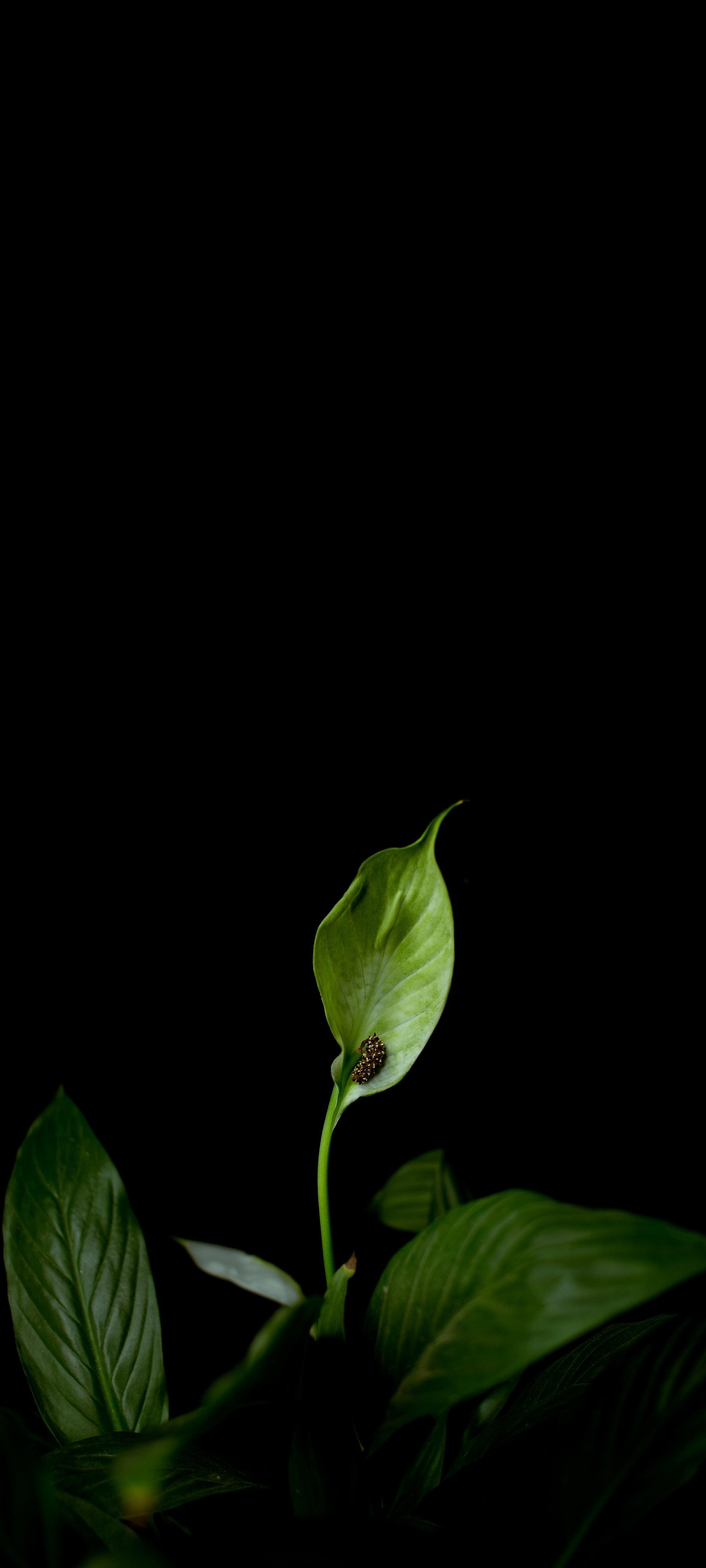 Green Oled Wallpapers - Wallpaper Cave