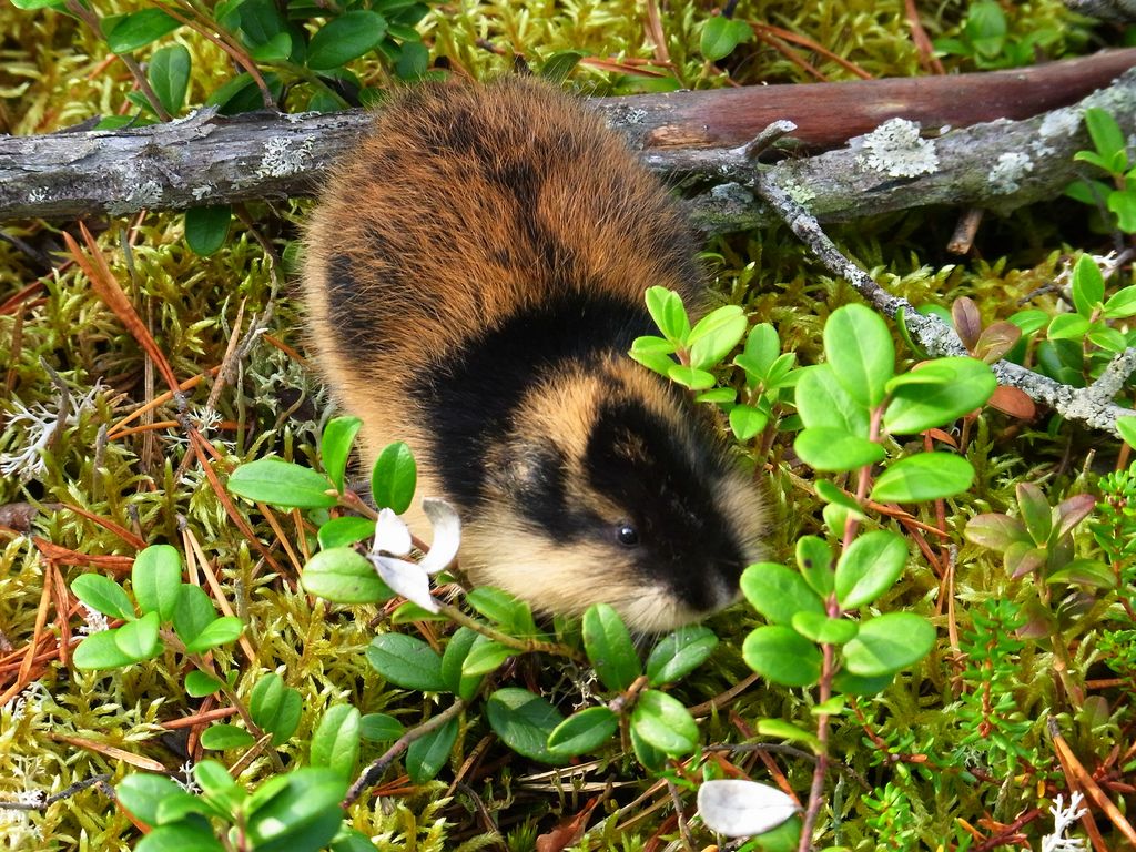 Lemmings Wallpapers - Wallpaper Cave