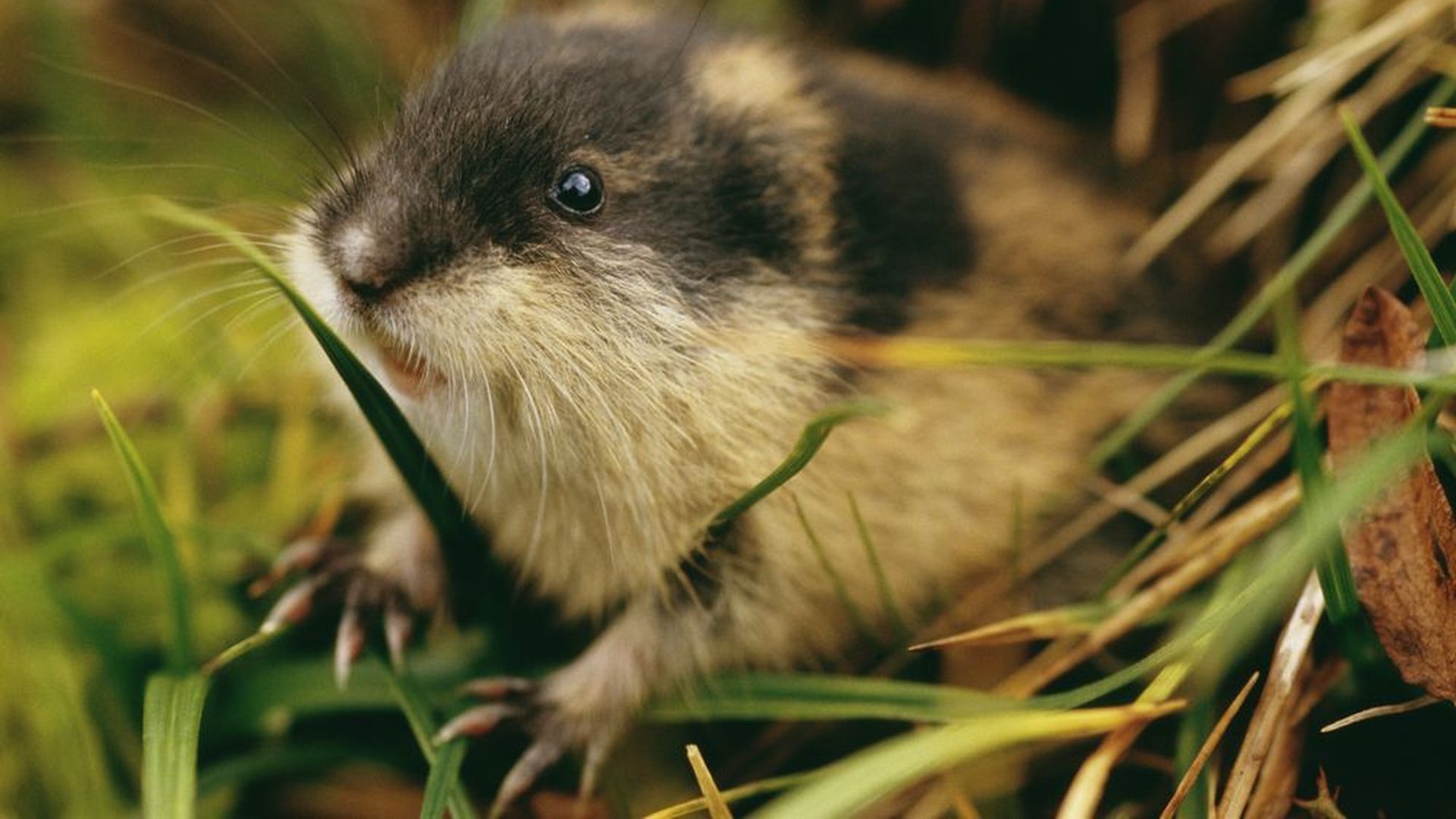 Lemmings Wallpapers - Wallpaper Cave