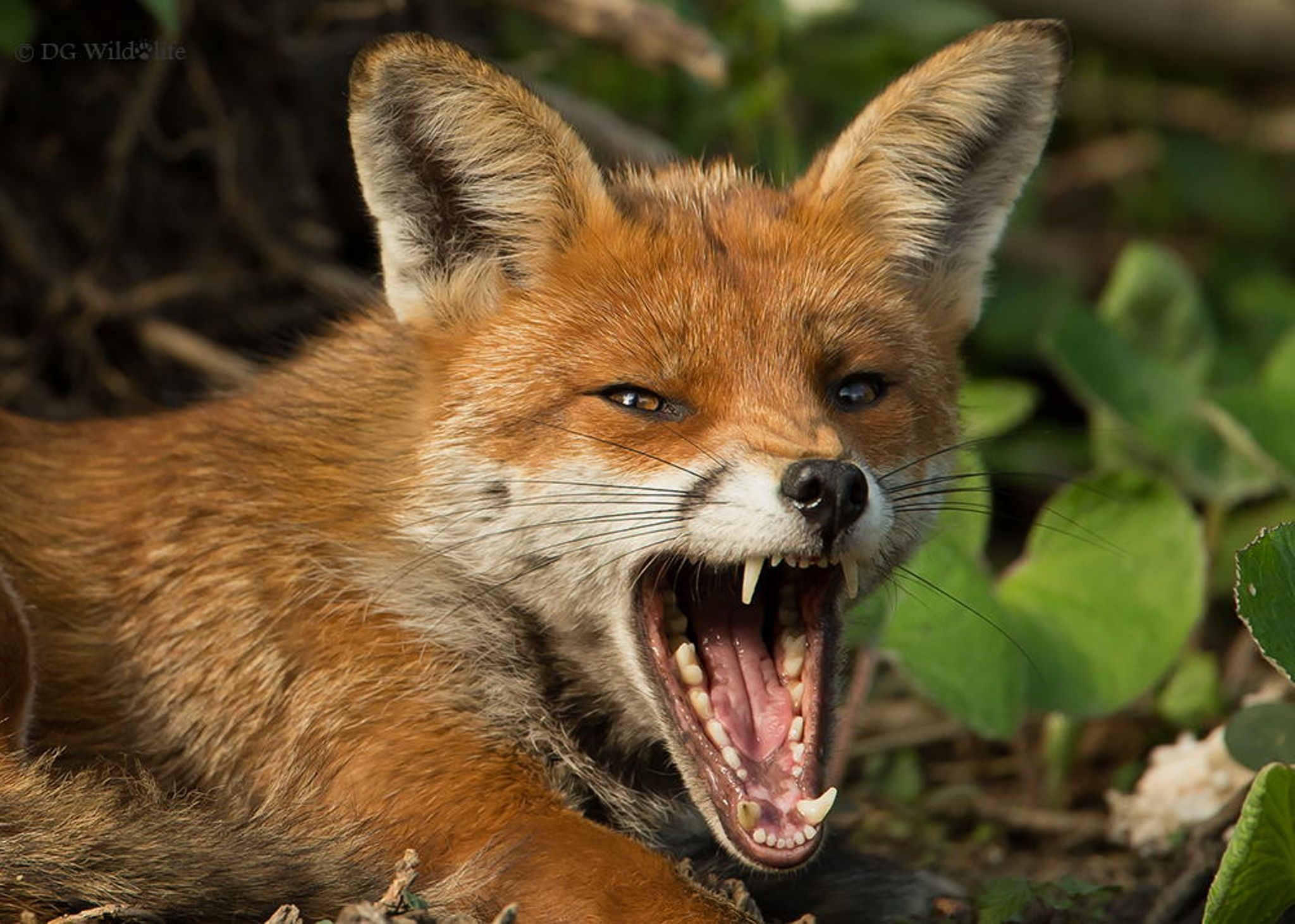 Angry Fox Wallpapers - Wallpaper Cave