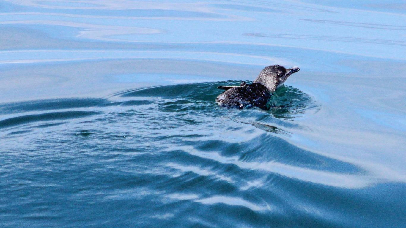 Blue Penguin Wallpapers - Wallpaper Cave