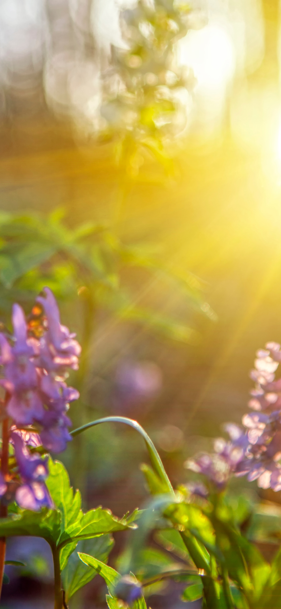 Yellow And Purple Spring Wallpapers - Wallpaper Cave