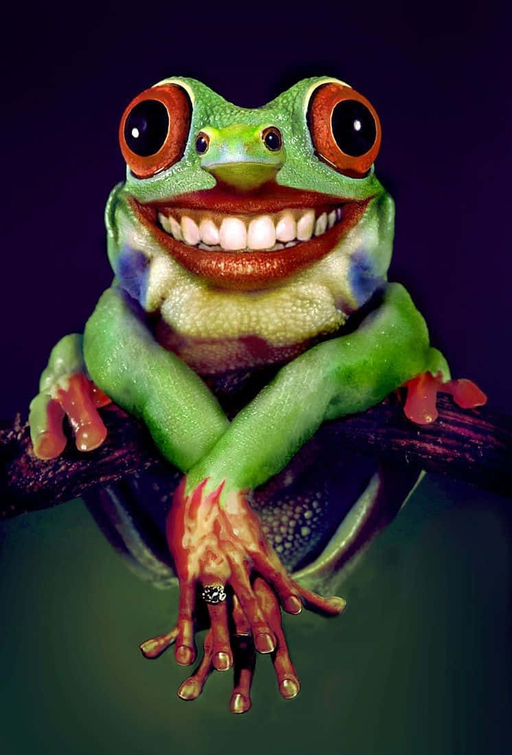Frog Funny Wallpapers - Wallpaper Cave