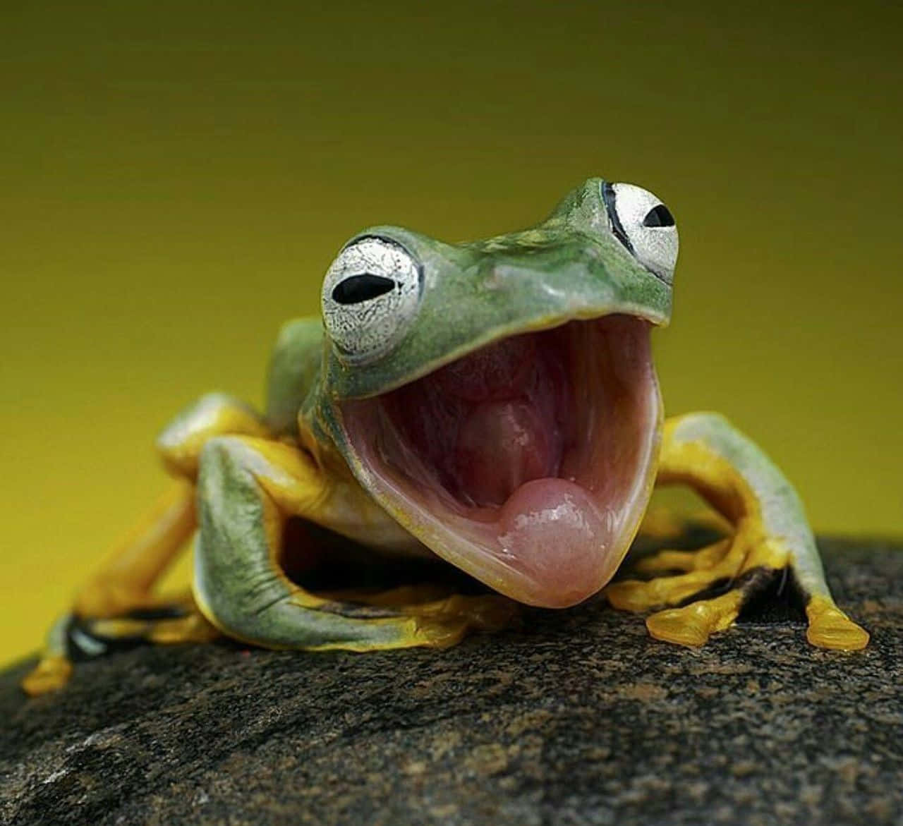 Frog Funny Wallpapers - Wallpaper Cave