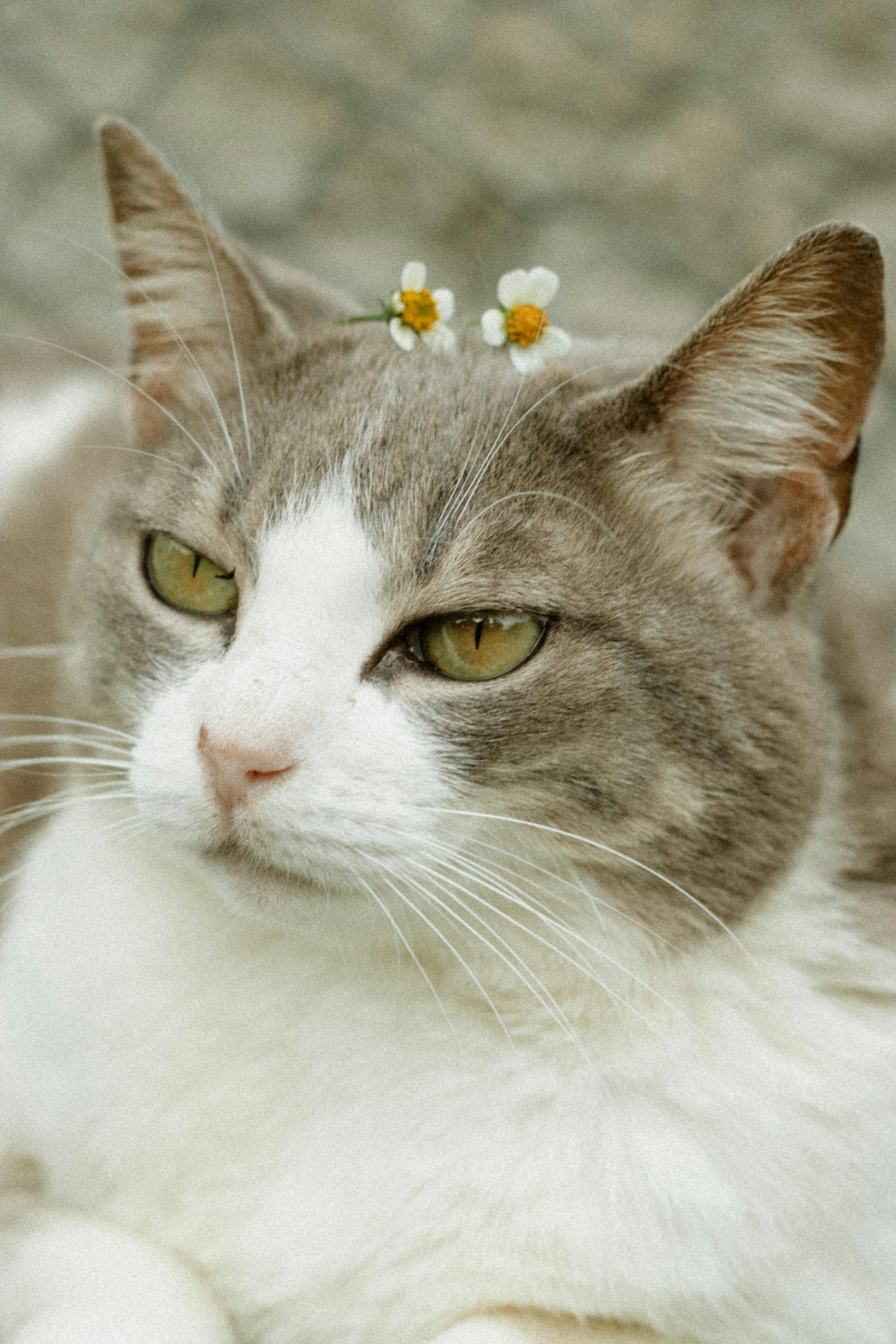 Cat With Flowers Wallpapers - Wallpaper Cave