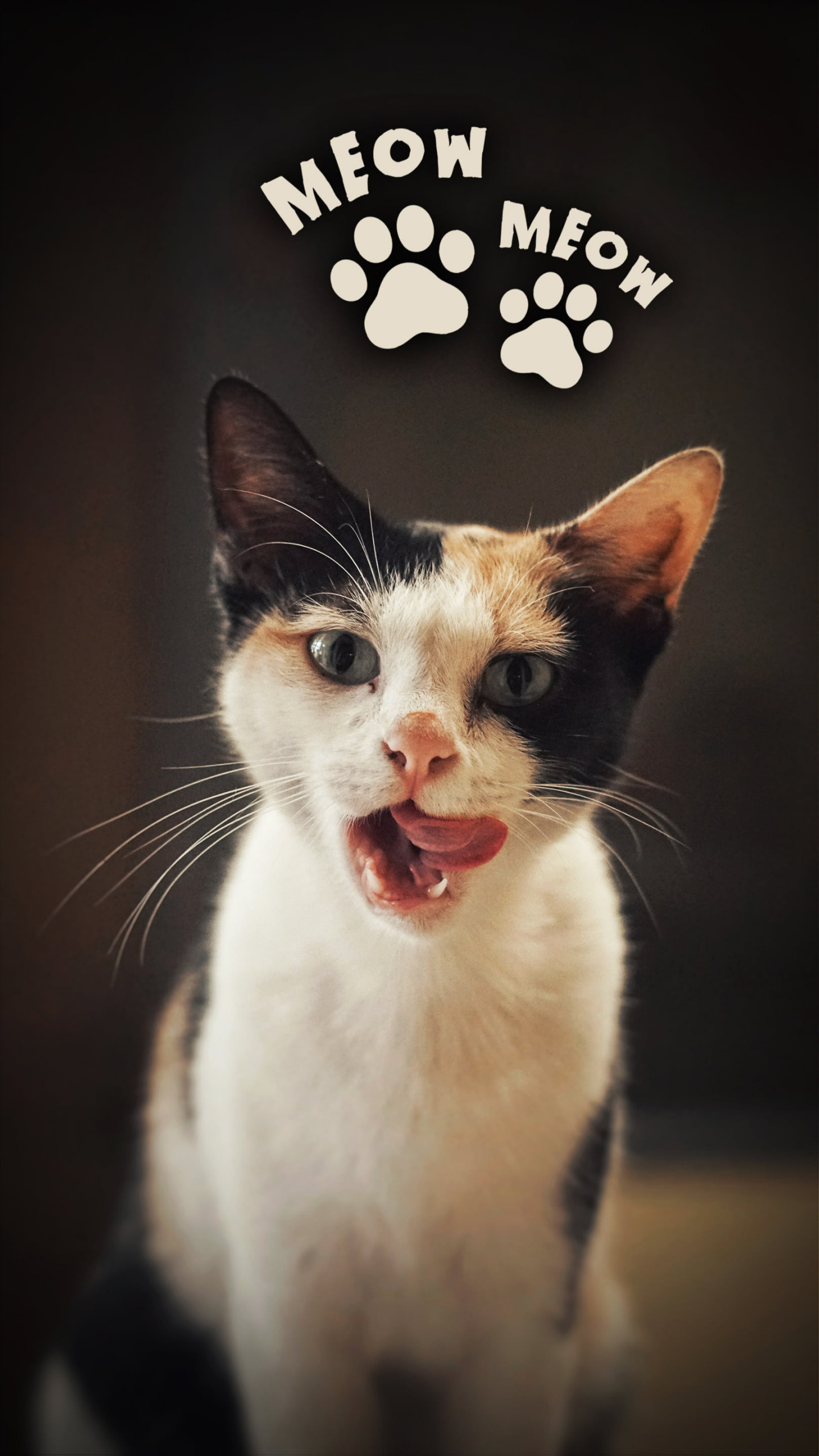 Funny Cat Phone Wallpapers - Wallpaper Cave