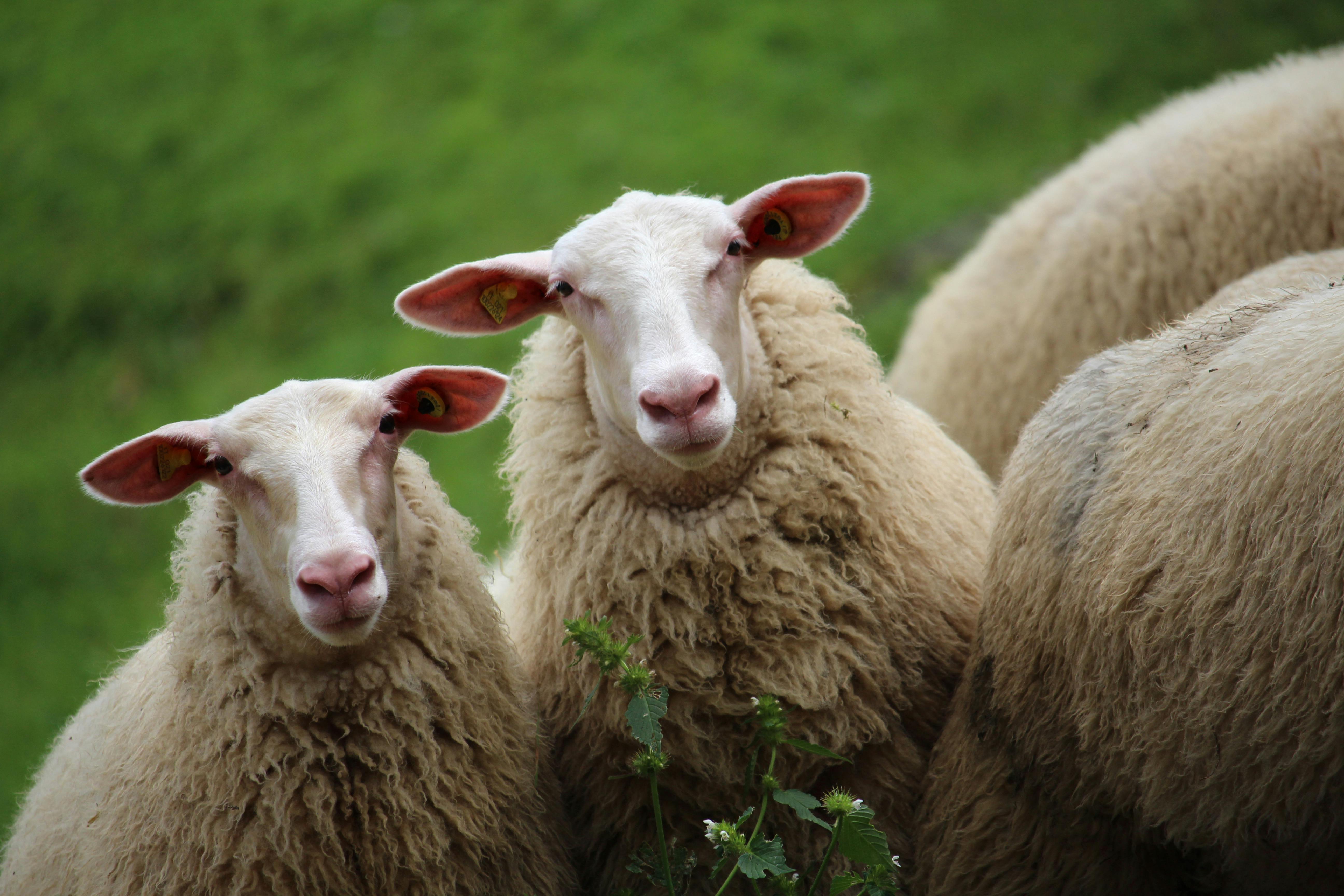 Funny Sheep Wallpapers - Wallpaper Cave