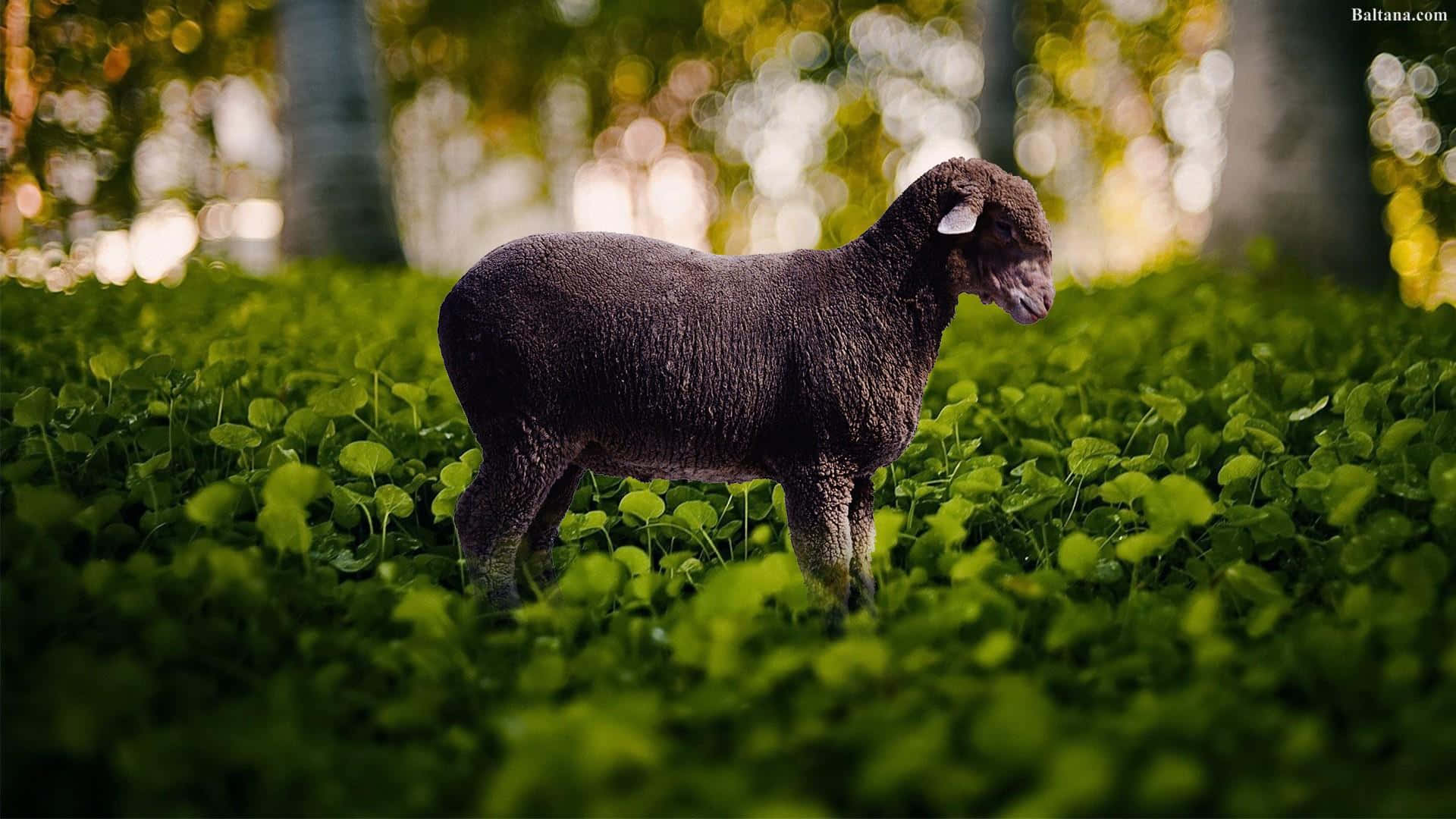 Funny Sheep Wallpapers - Wallpaper Cave