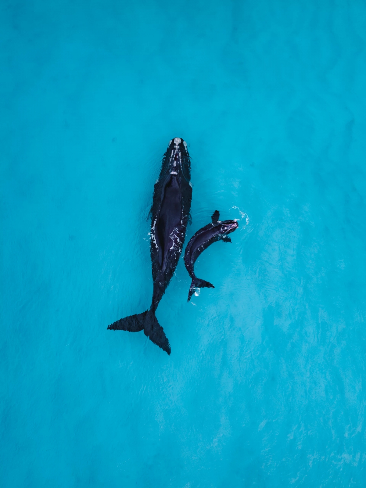 Baby Whale Wallpapers - Wallpaper Cave