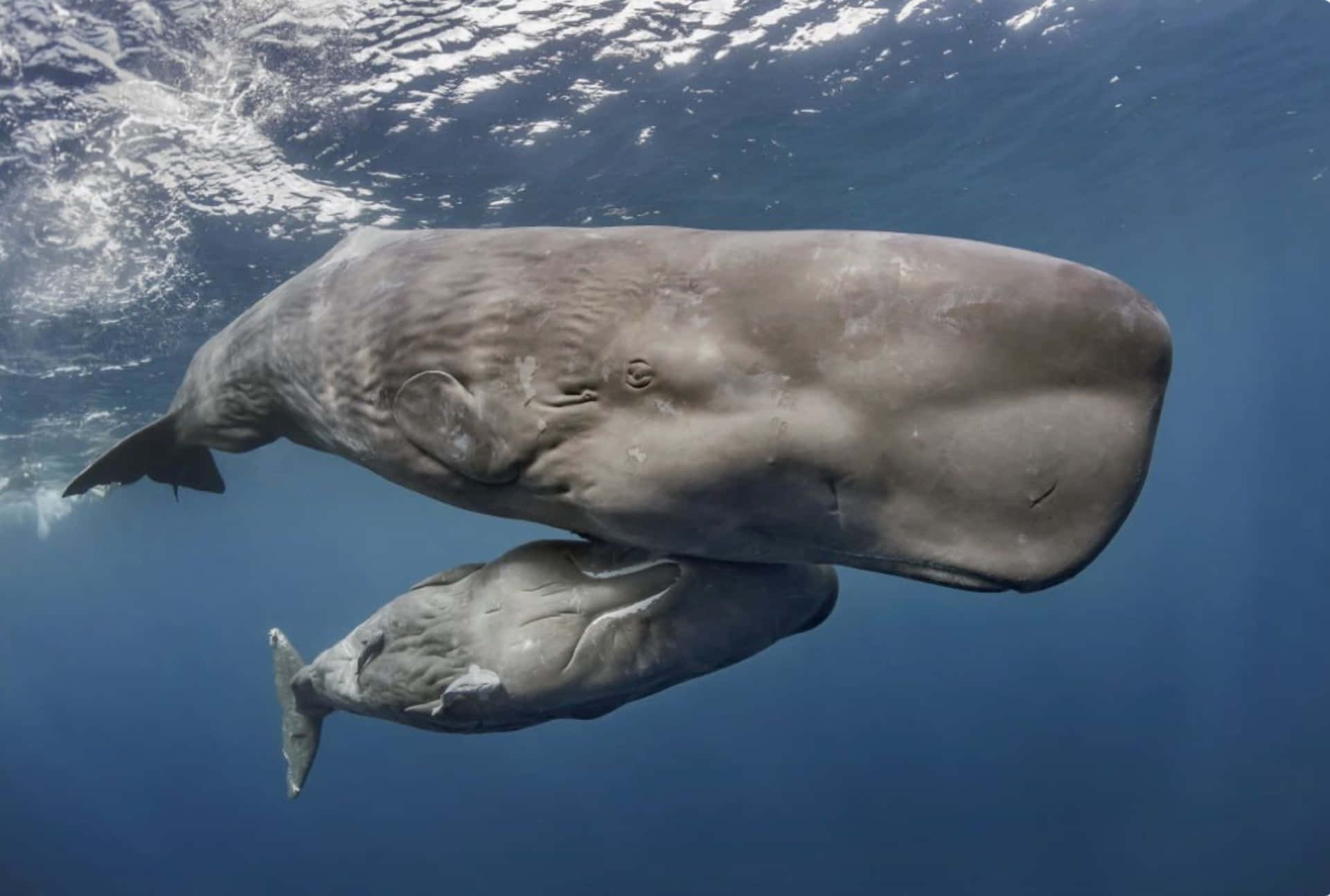 Baby Whale Wallpapers - Wallpaper Cave