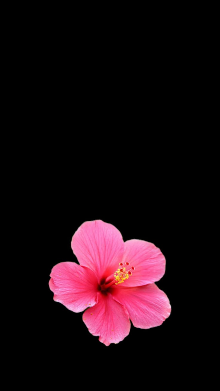 One Flower iPhone Wallpapers - Wallpaper Cave