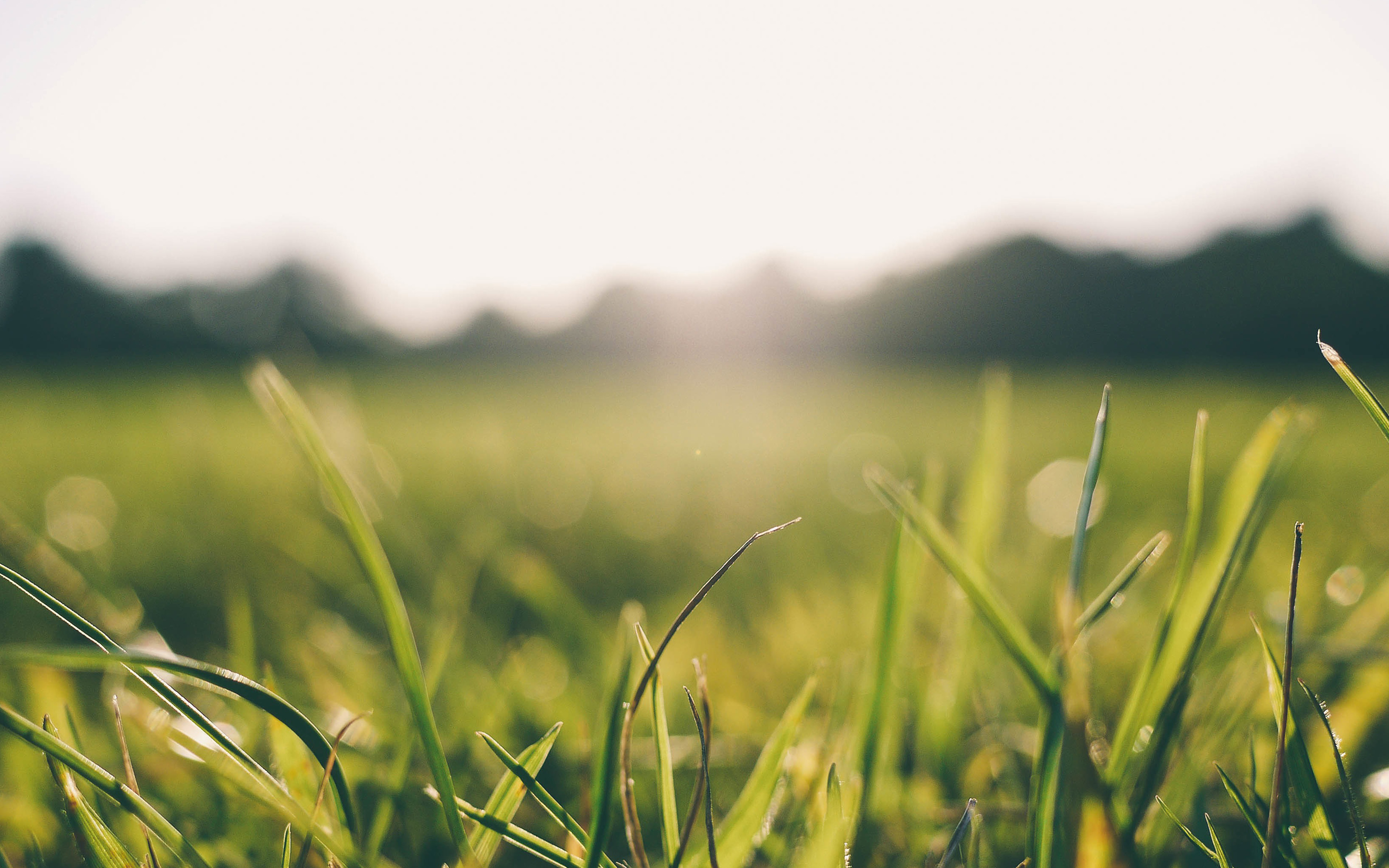 Summer Light Green Wallpapers - Wallpaper Cave