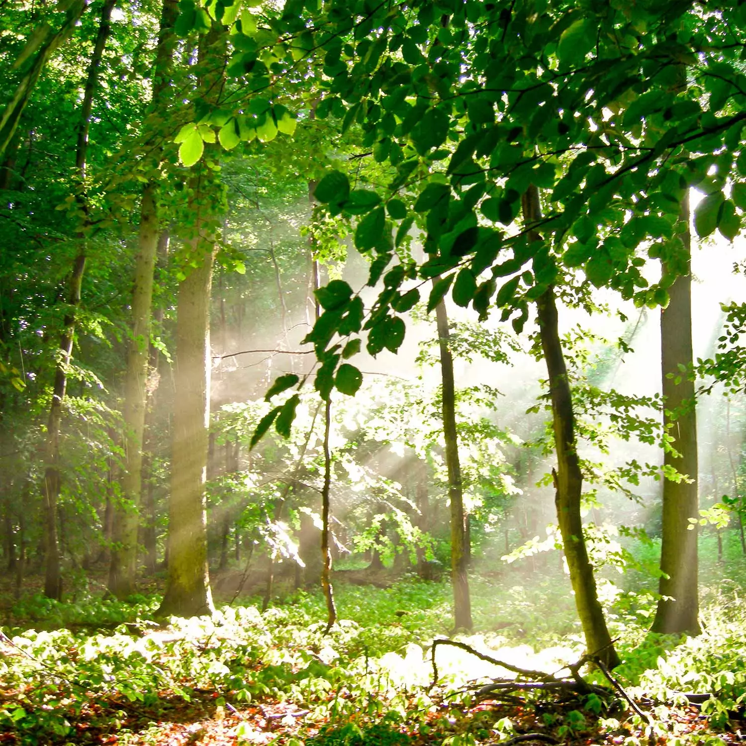 Summer Light Green Wallpapers - Wallpaper Cave