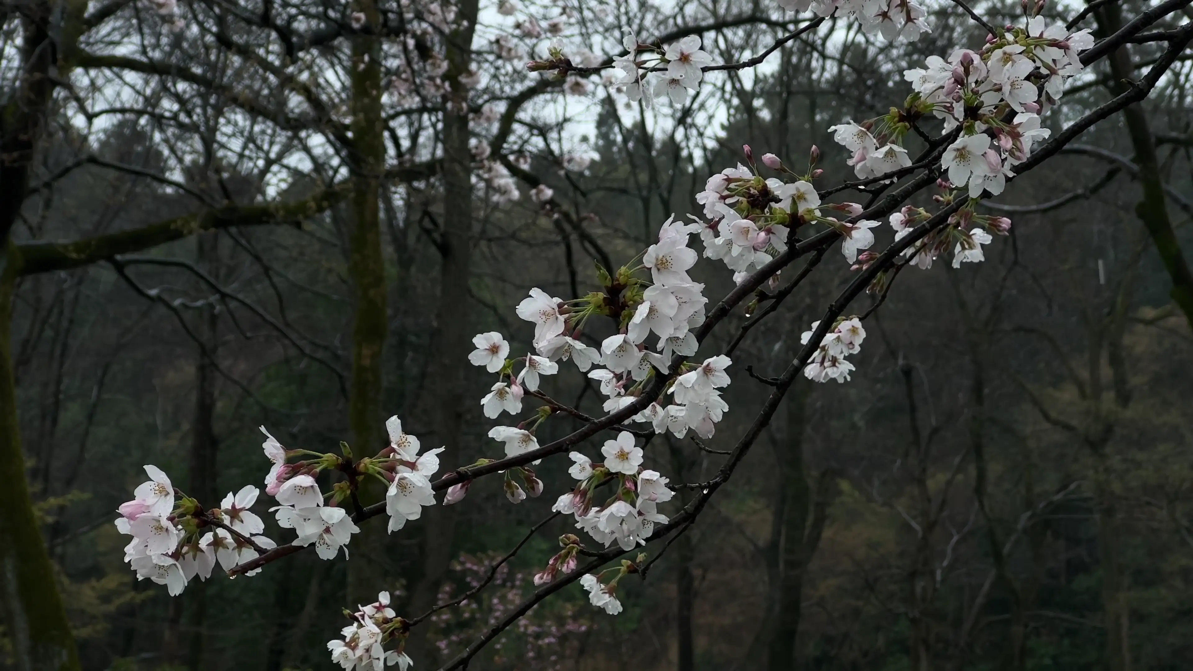 6k Spring Wallpapers - Wallpaper Cave