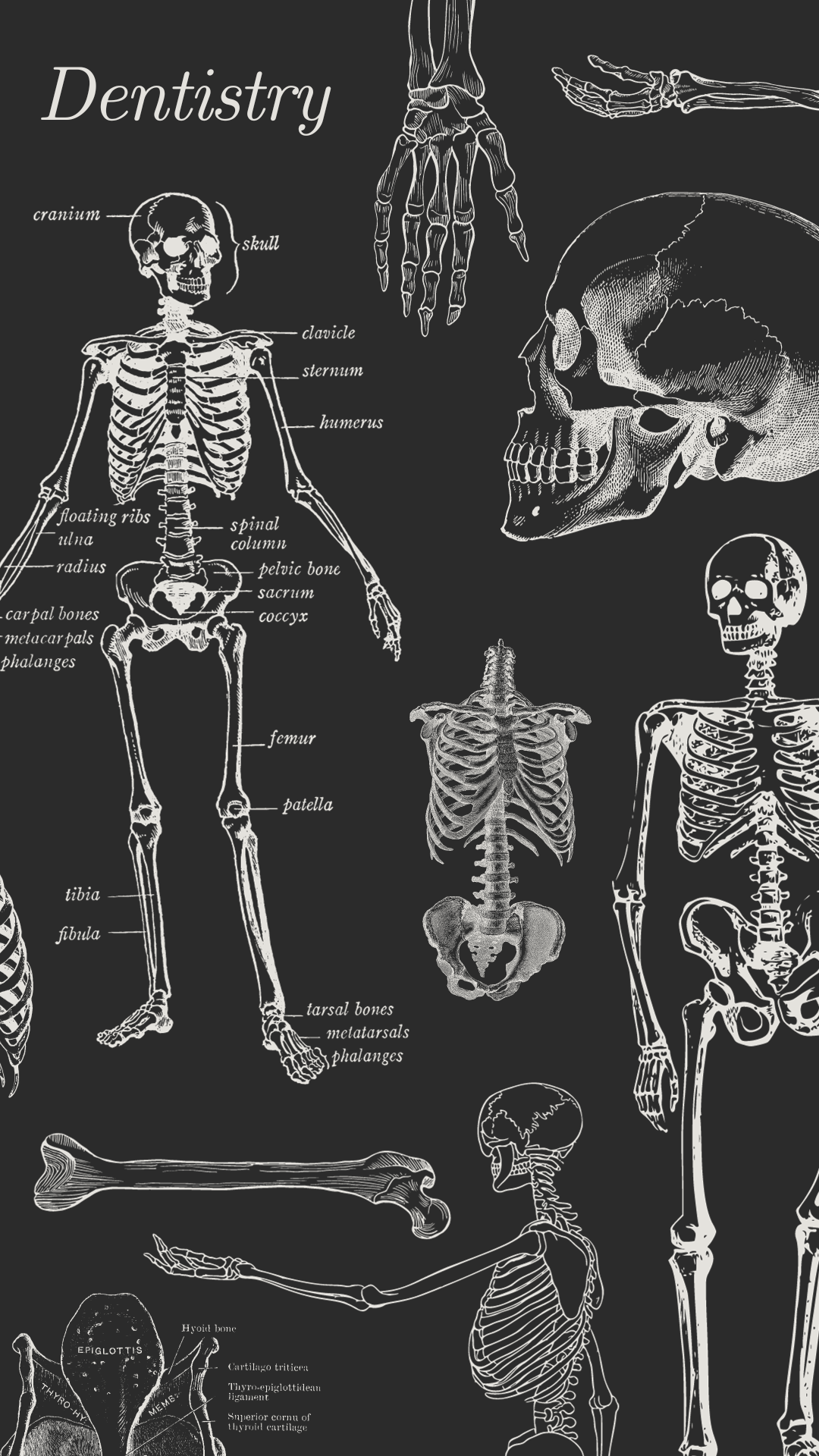 Skeleton Mobile Wallpapers - Wallpaper Cave