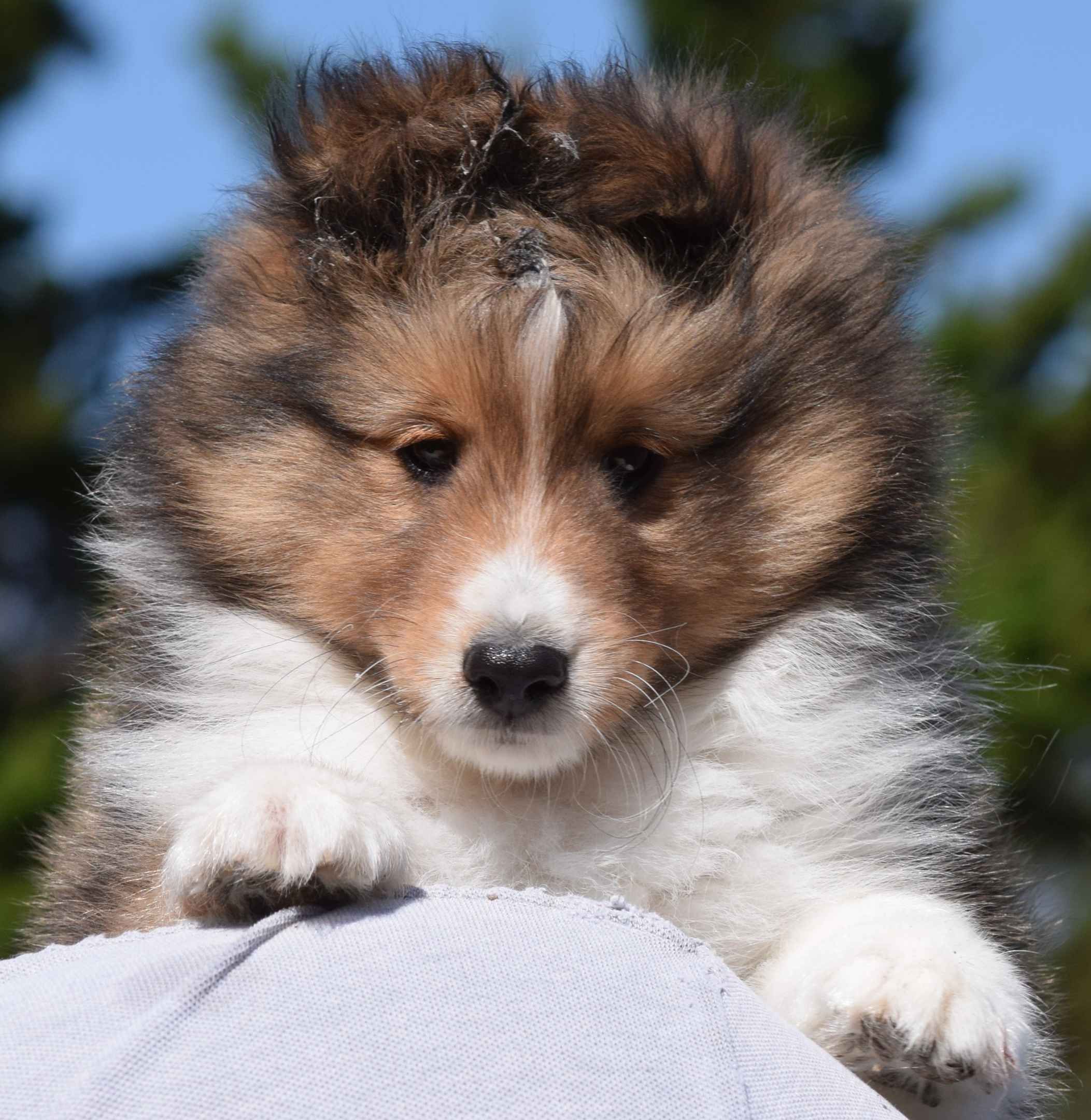 Sheltie Puppy Wallpapers - Wallpaper Cave